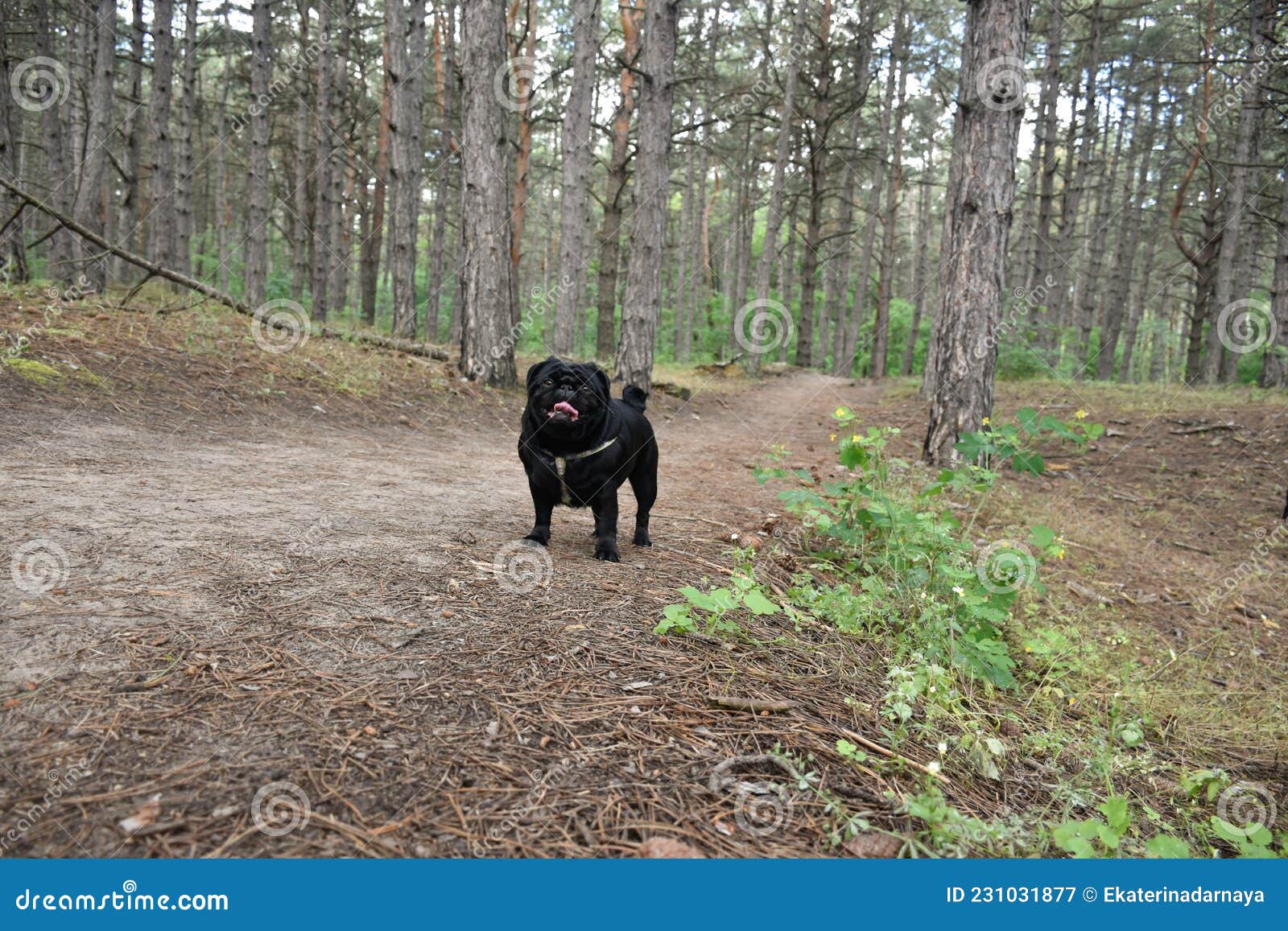 Awesome Black Pug Walks in a Pine Forest. Stock Image - Image of forest ...