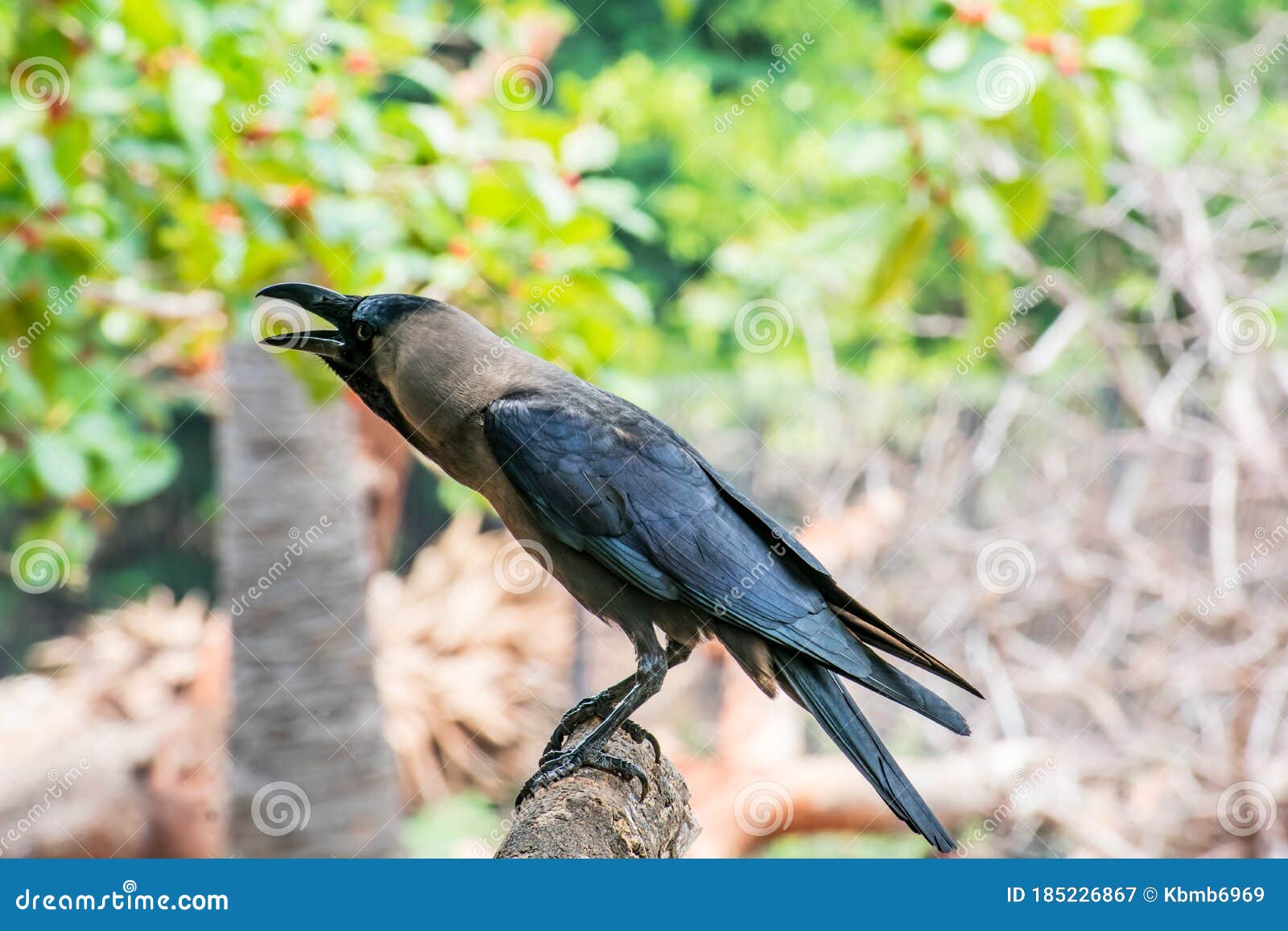 A Crow Seating on Tree Branch & Cawing in Public Park. Stock Image ...