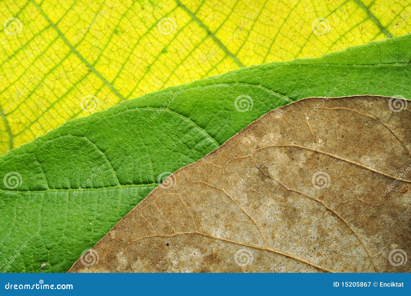 Awesome Colors of Leaves Texture Stock Image - Image of awesome ...