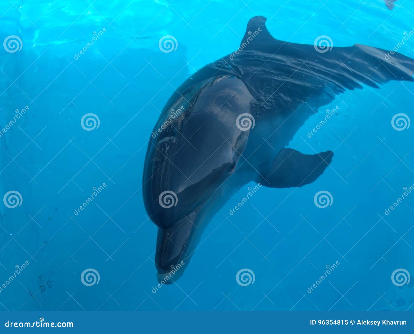 Awesome dolphin stock image. Image of dolphin, pool, swimming - 96354815