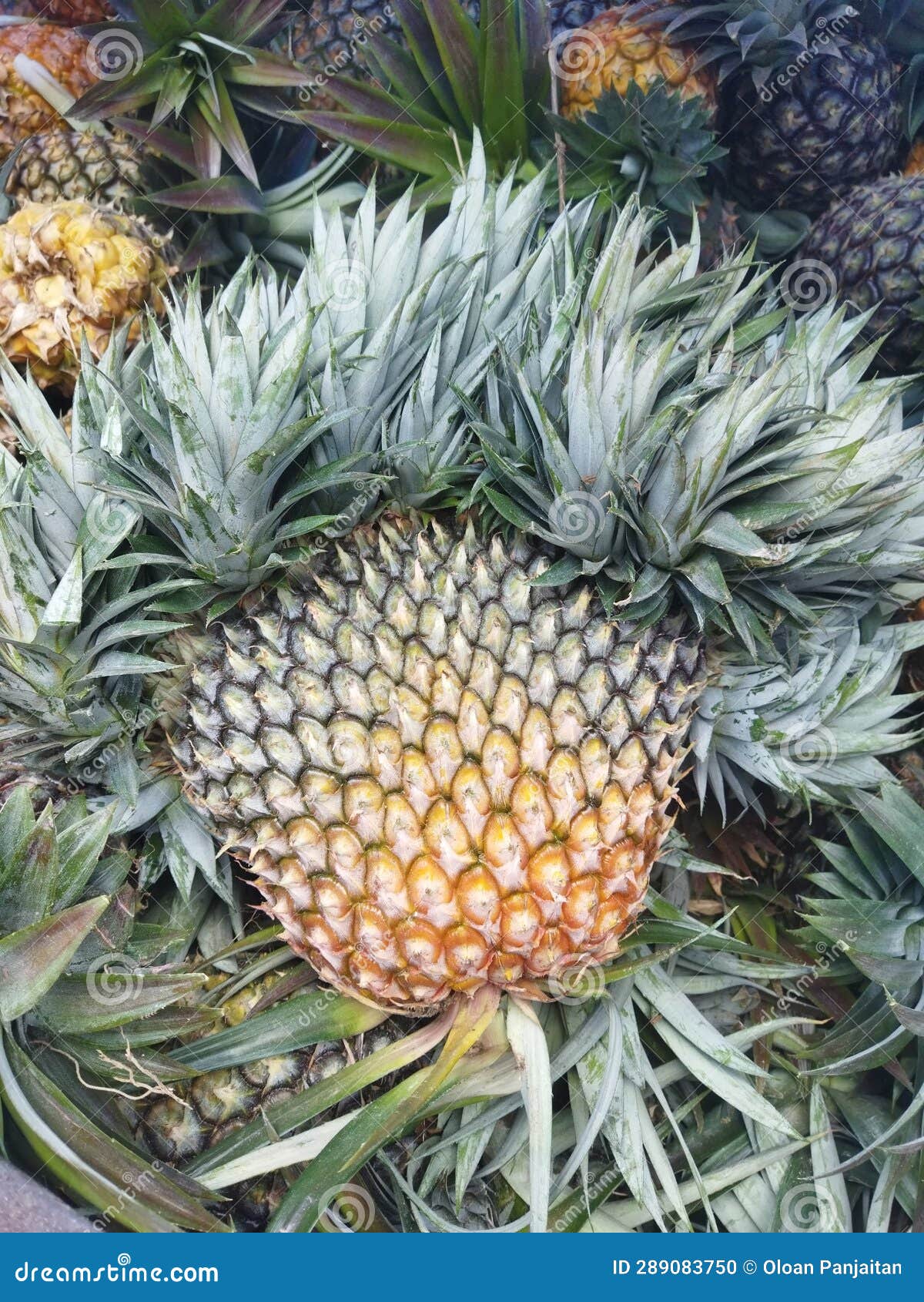 Awesome Fruit Super Pineapple Stock Photo - Image of fruit, pineapple: 289083750