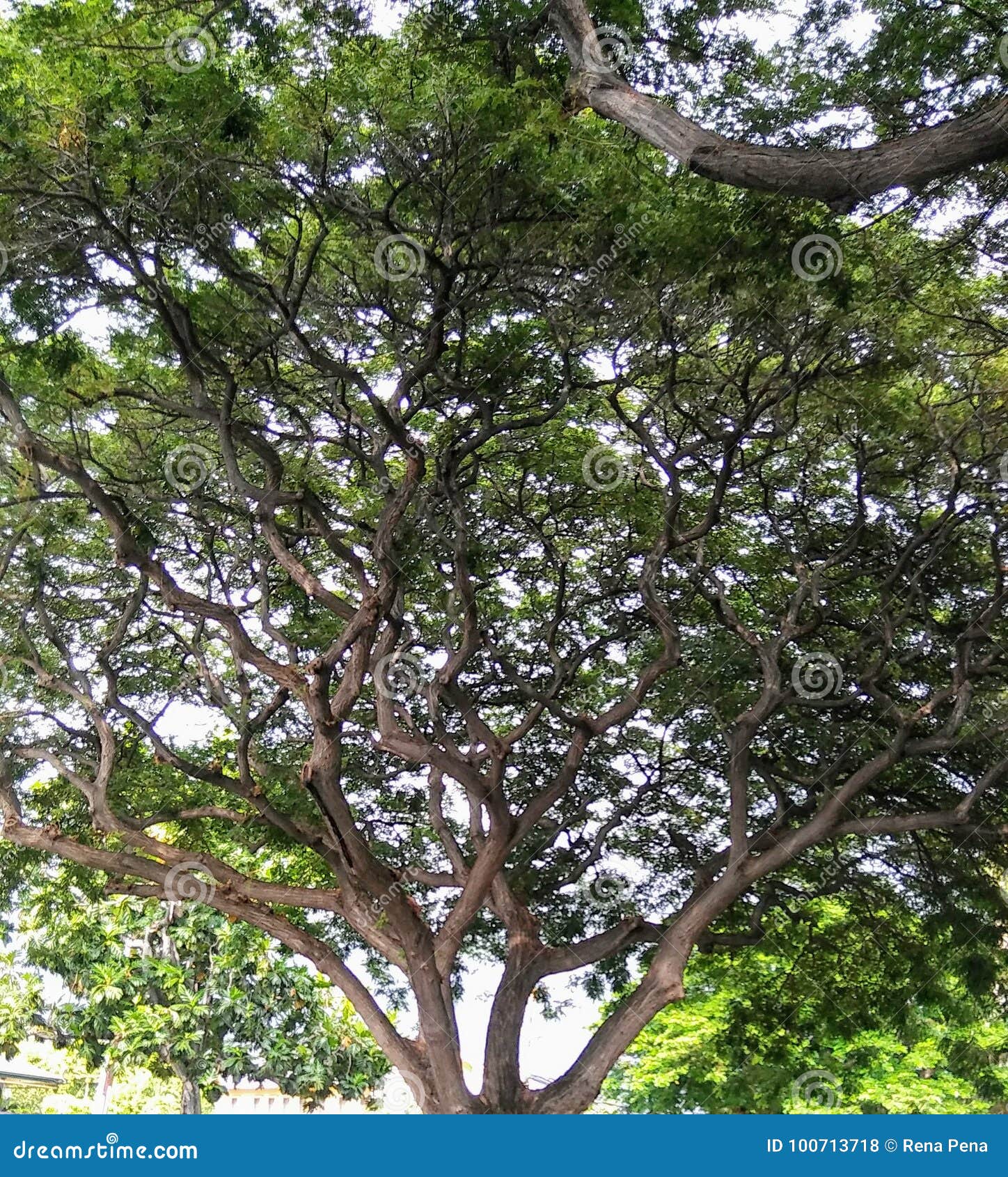 Awesome Hawaiian tree stock photo. Image of tree, hawaiian - 100713718