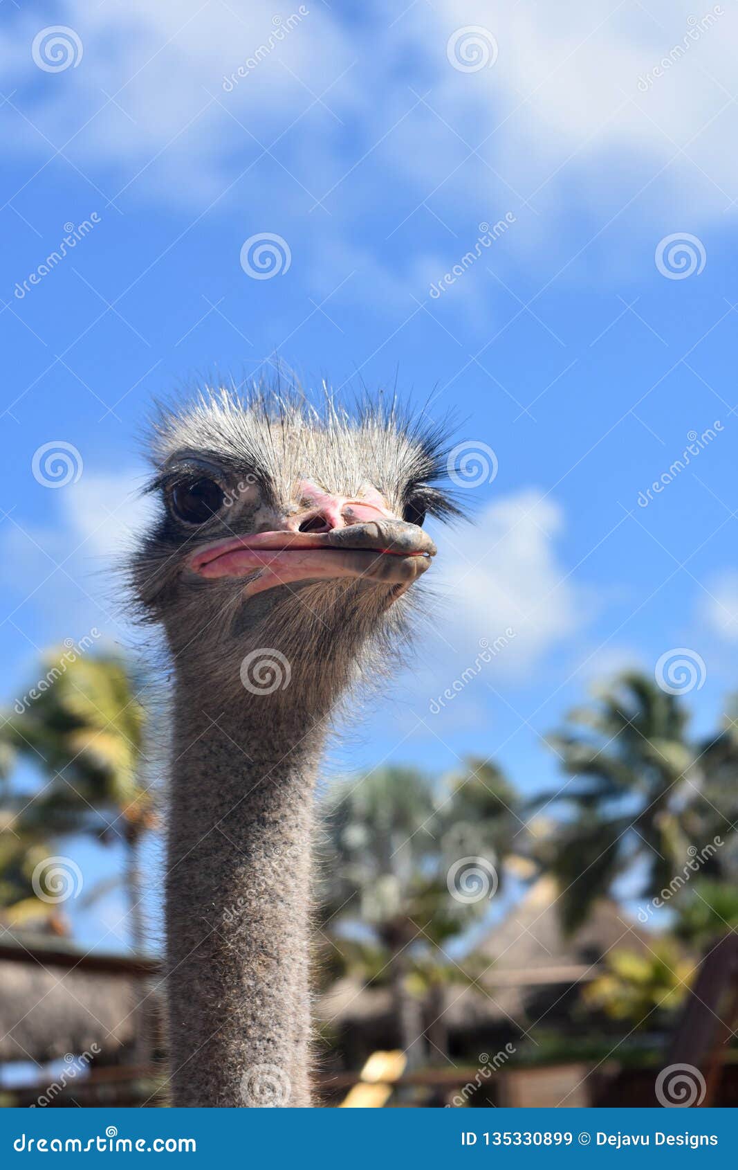 Awesome Image of Ostrich Making a Funny Face Stock Image - Image of ...