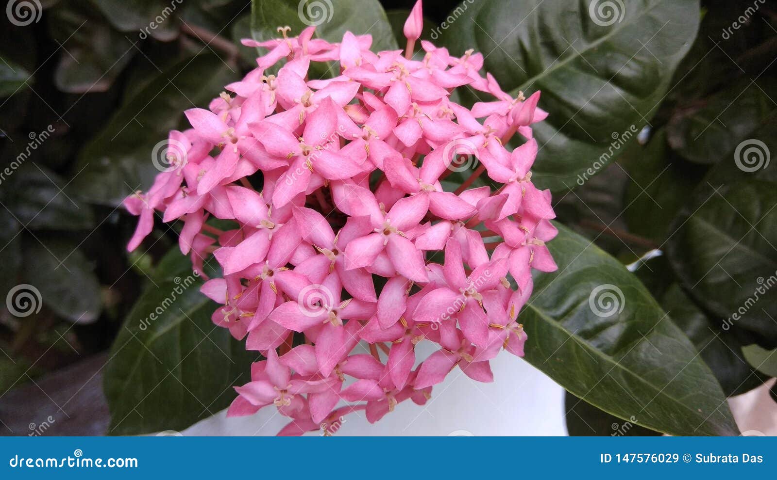 A Awesome Image of Rangan Flower. Stock Image - Image of flower, garden ...