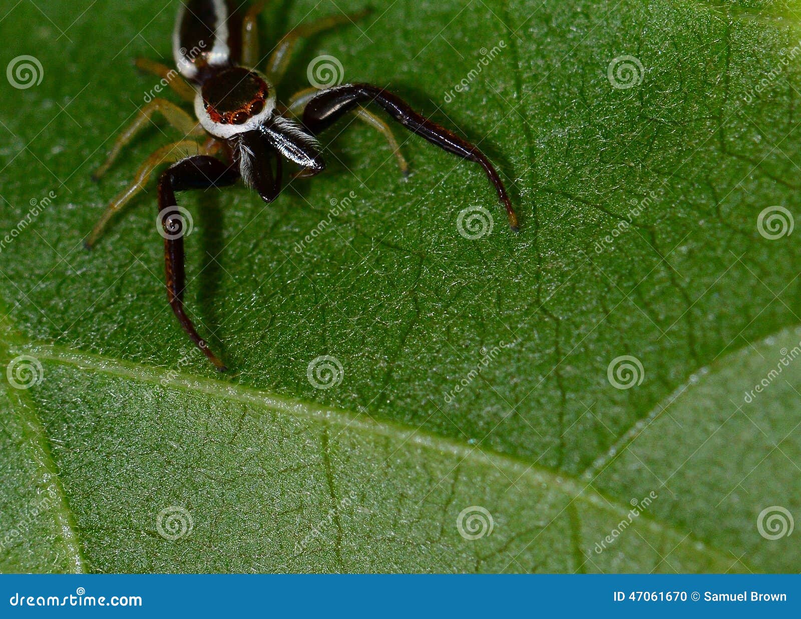 A really Awesome Jumping Spider Pose Stock Photo - Image of jumping ...
