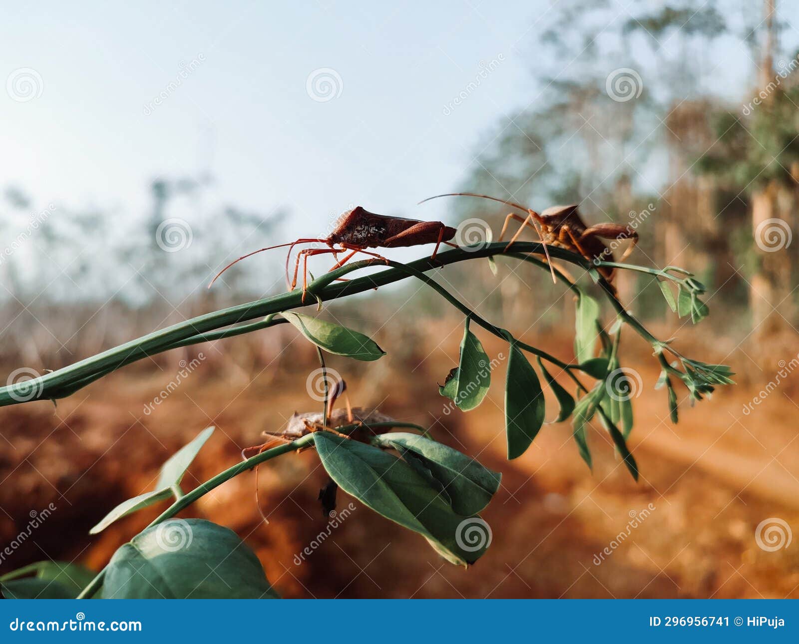 Awesome Ladybug in the Jungle with Sunny Atmosphere Stock Image - Image ...