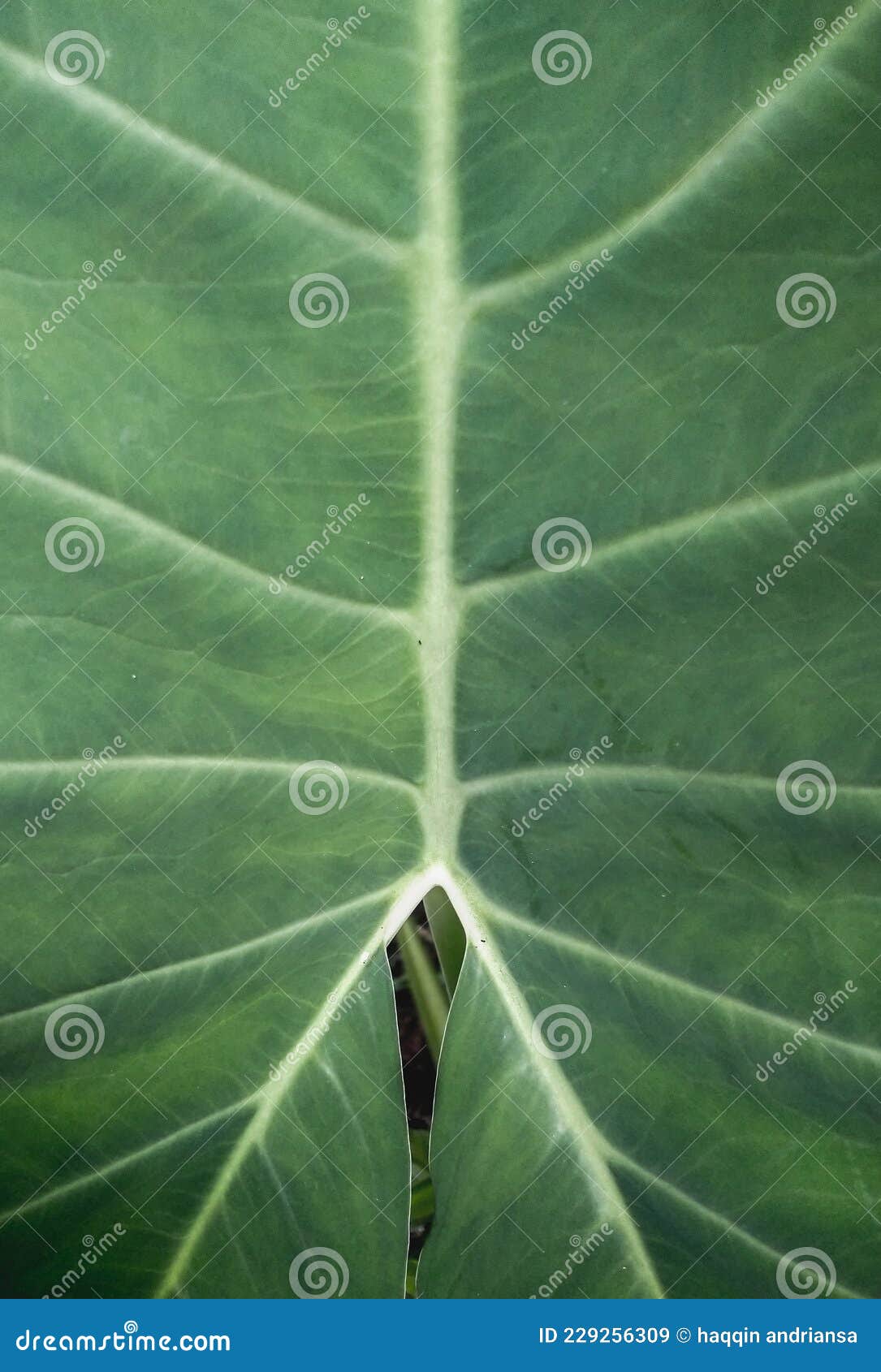 Awesome leaf texture stock image. Image of beautiful - 229256309