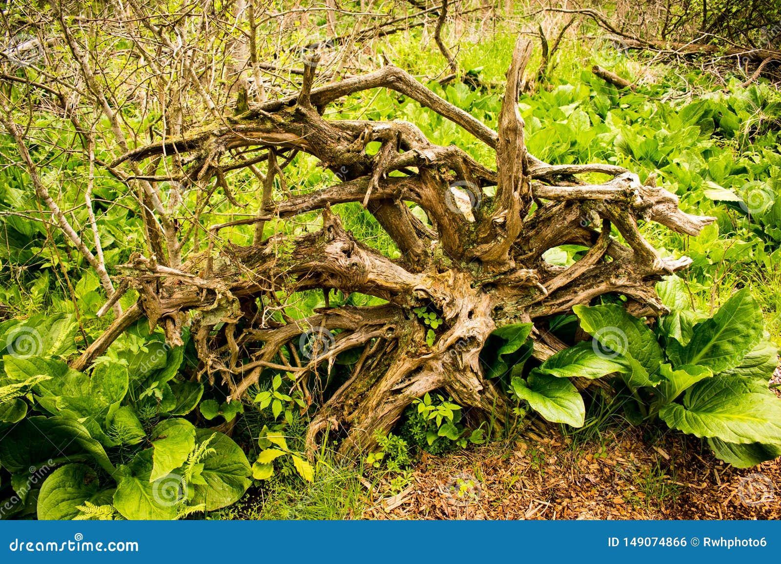 An Uprooted Tree Laying Down in the Woods Stock Photo - Image of brown ...