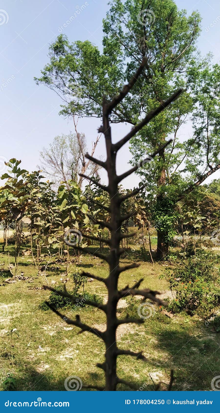 Awesome Looking Small Dry Tree Stock Photo - Image of looking, small ...