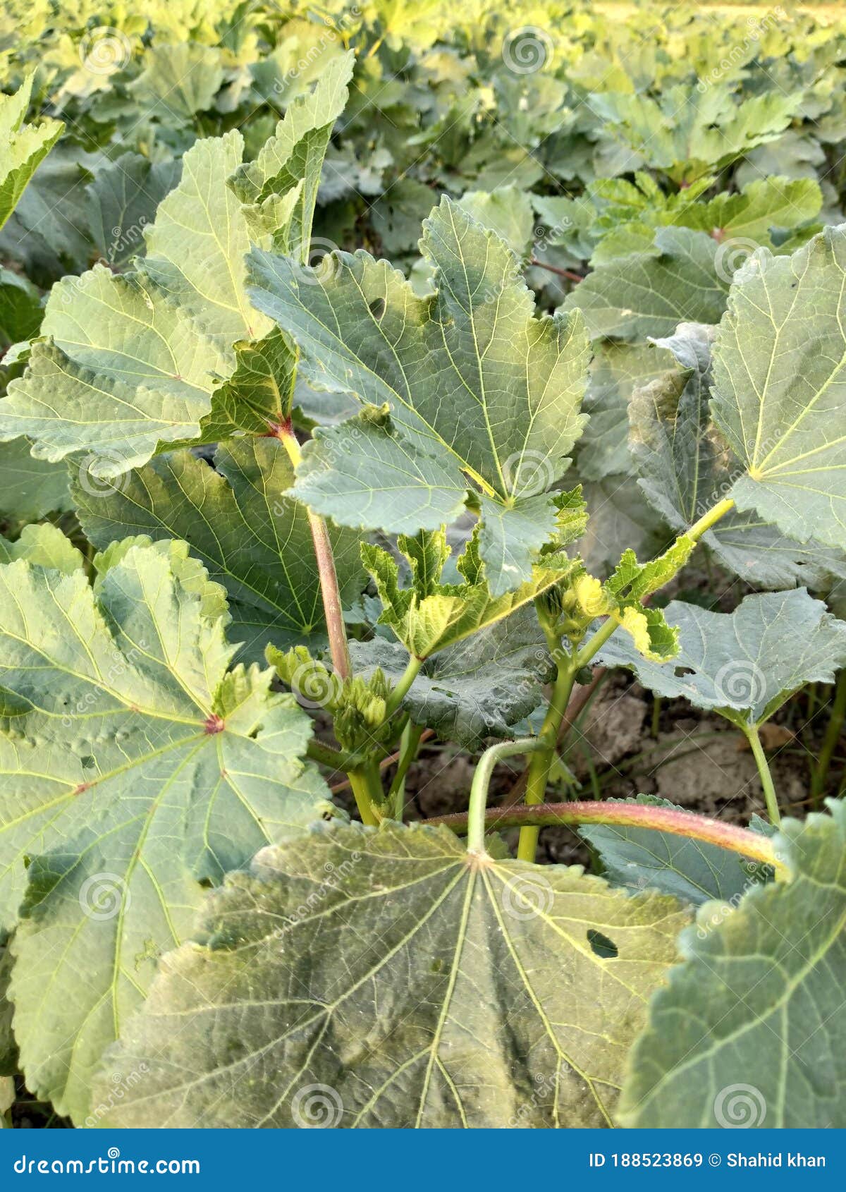 Awesome okra small tree stock image. Image of produce - 188523869