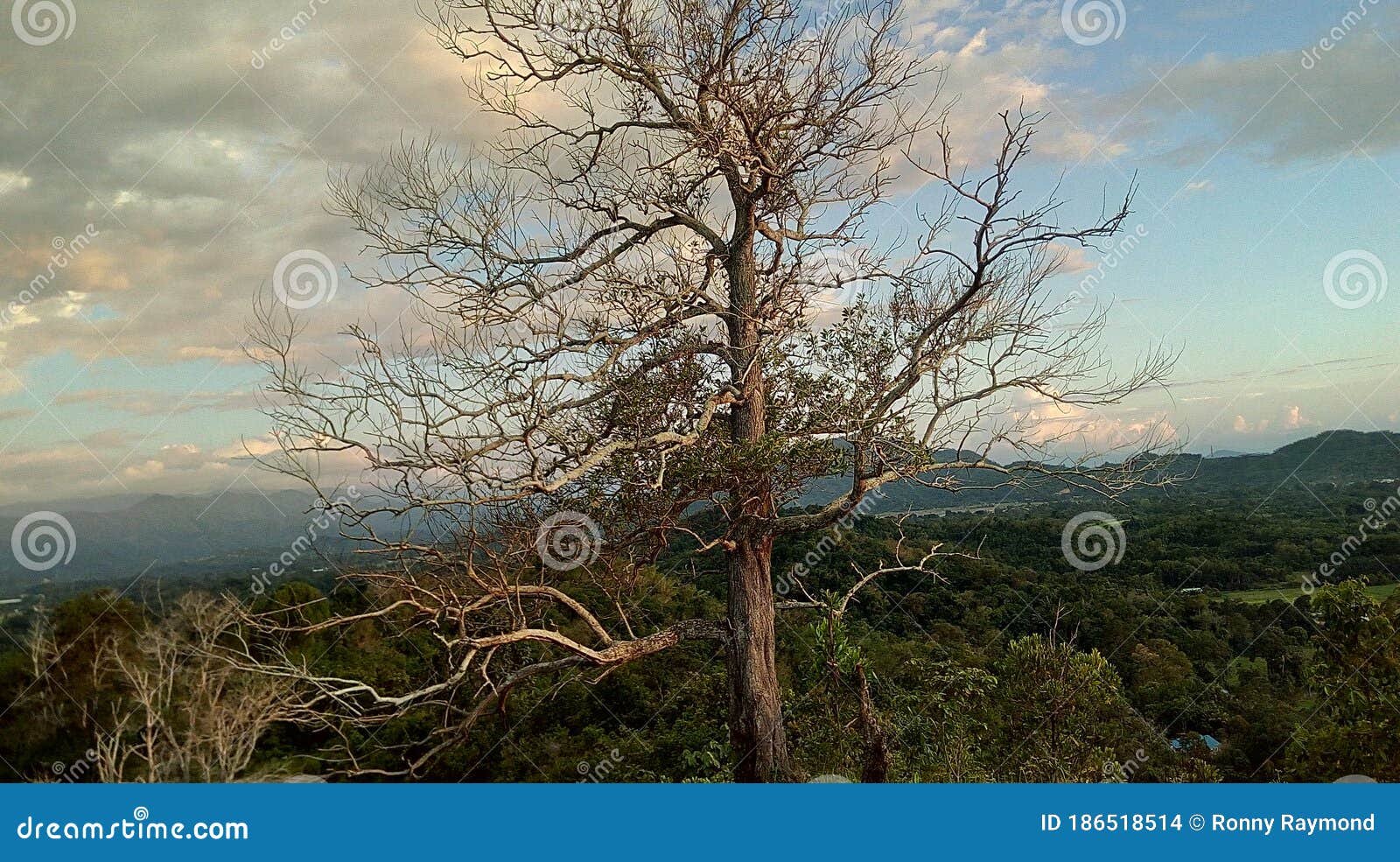 Awesome old acacia tree stock photo. Image of hill, tree - 186518514