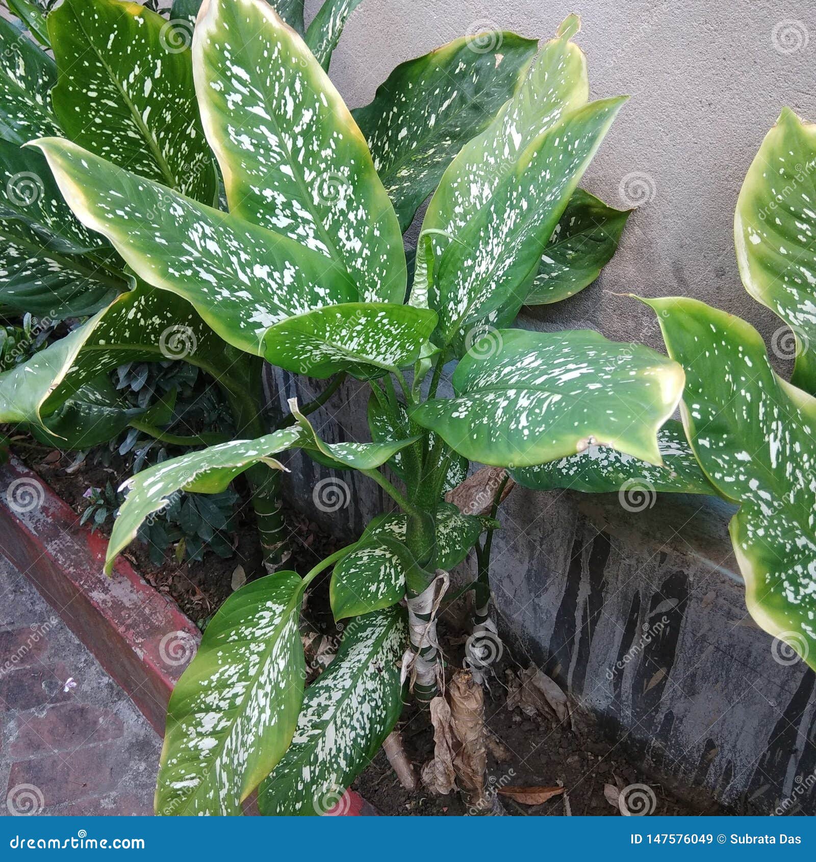 This is a Awesome Pata Bahaar Tree. Stock Image - Image of pata, bahar ...