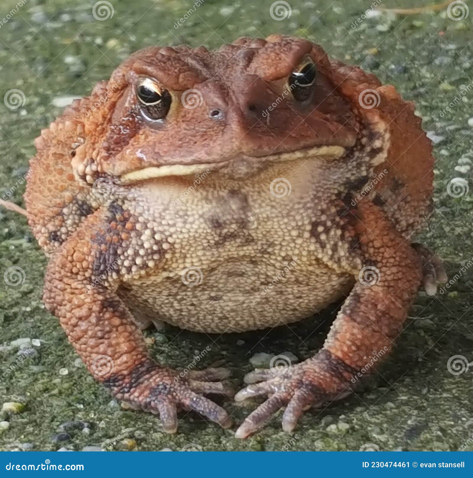 Toad frog stock image. Image of - 230474461