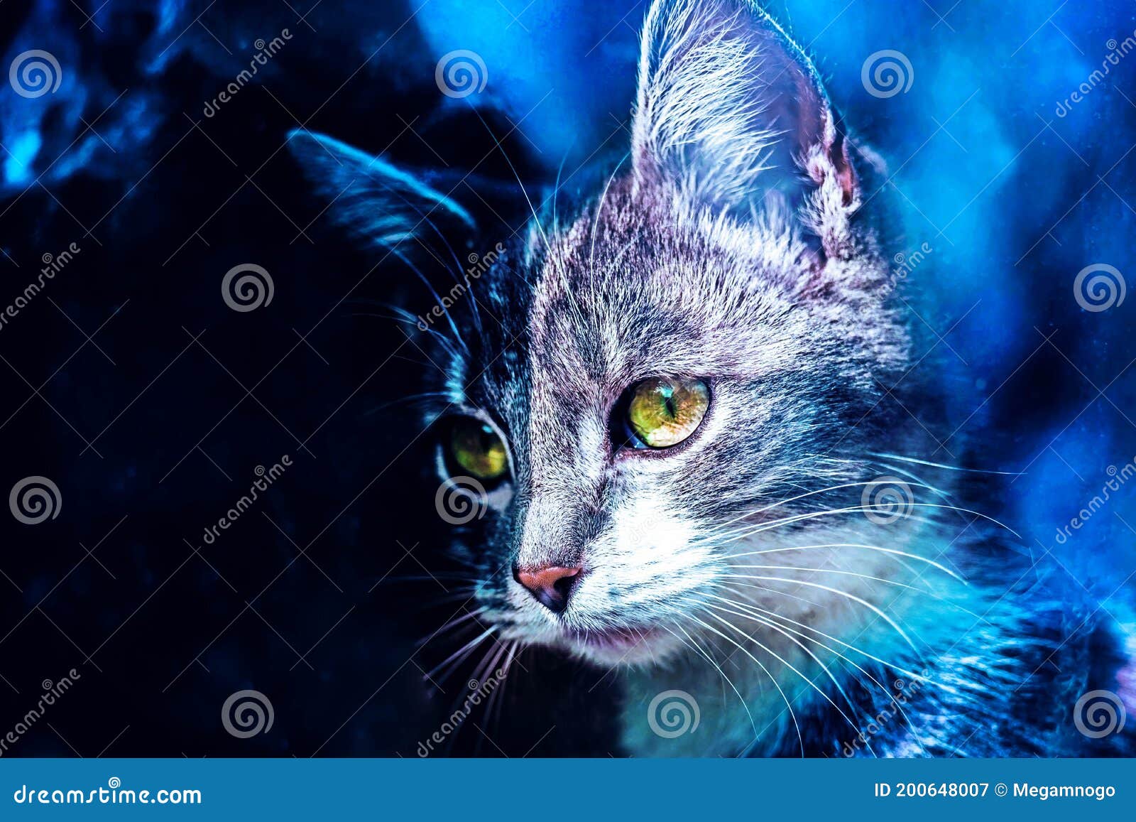 Awesome Portrait of Ash Cat in Blue Outer Space Stock Image - Image of ...