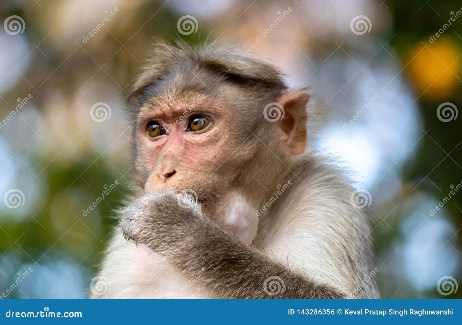 Monkey in thinking mode stock photo. Image of road, park - 143286356