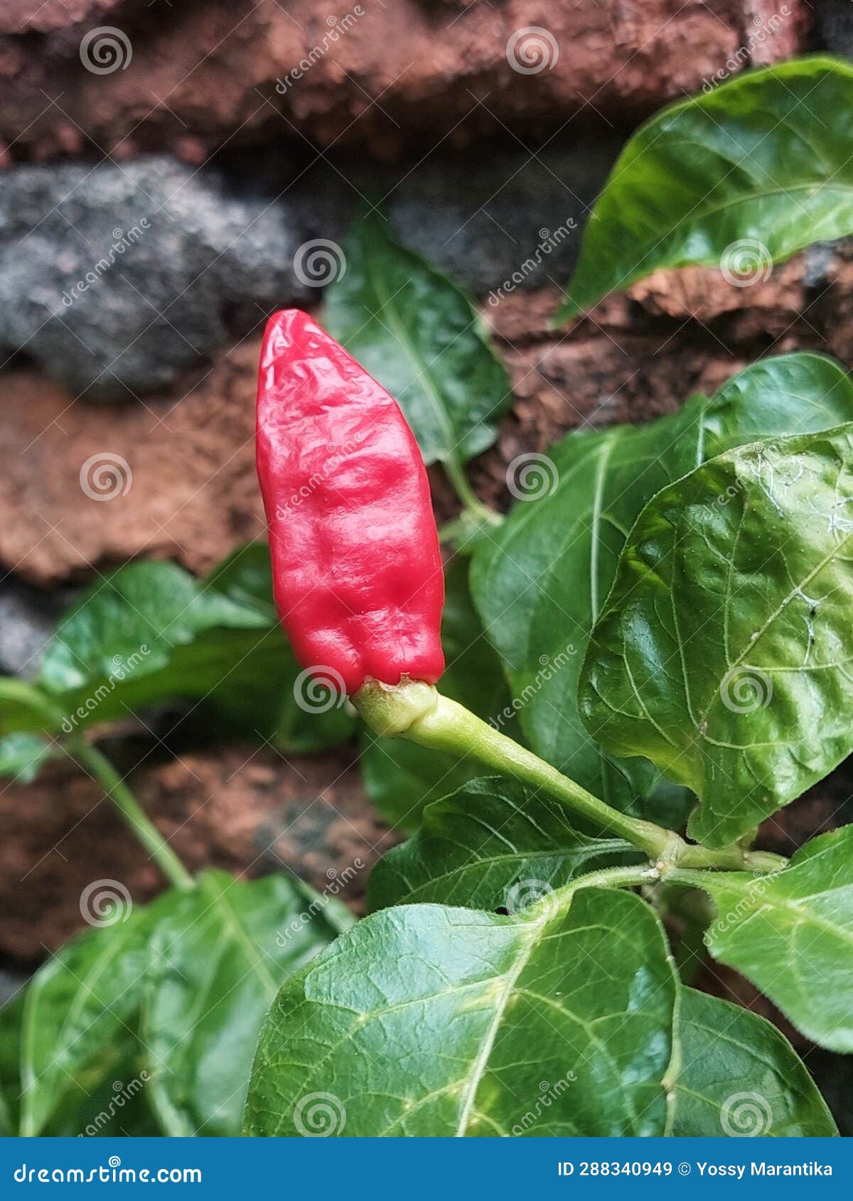 Awesome Red chilli stock image. Image of awesome, chilli - 288340949