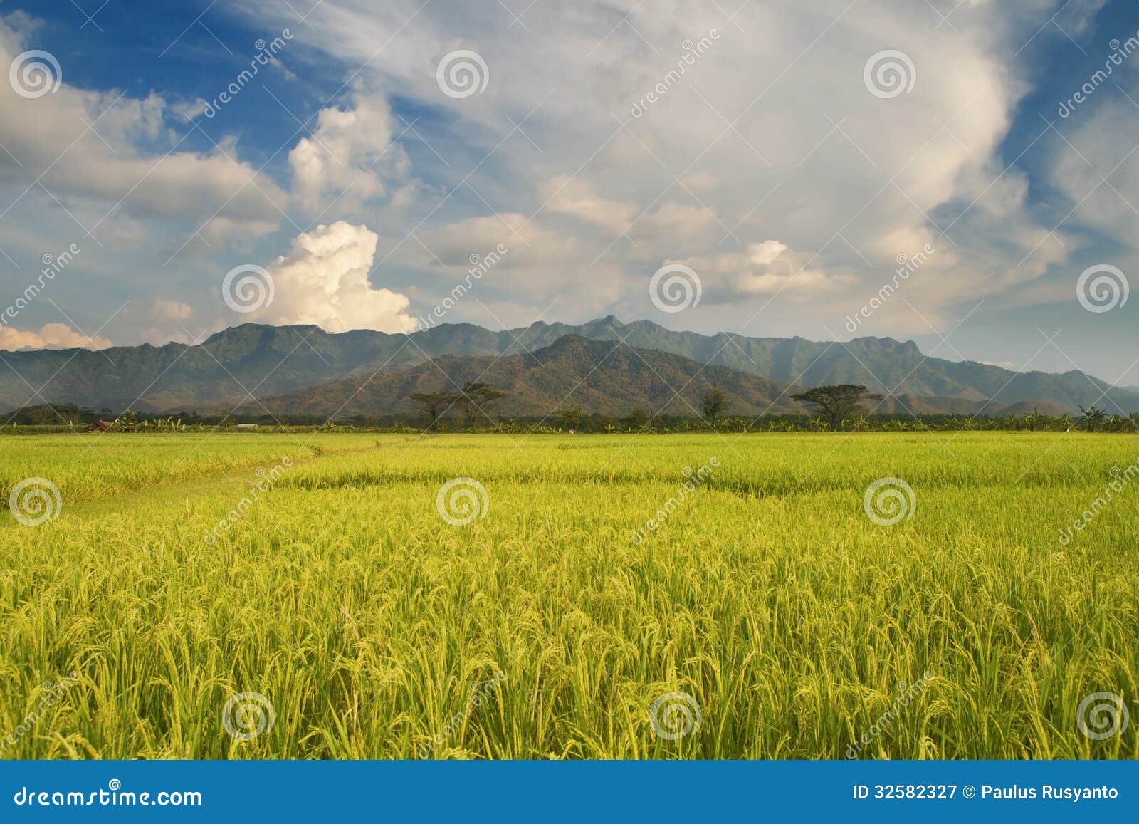Awesome Rice Field and Mountain Landscape Stock Image - Image of ...