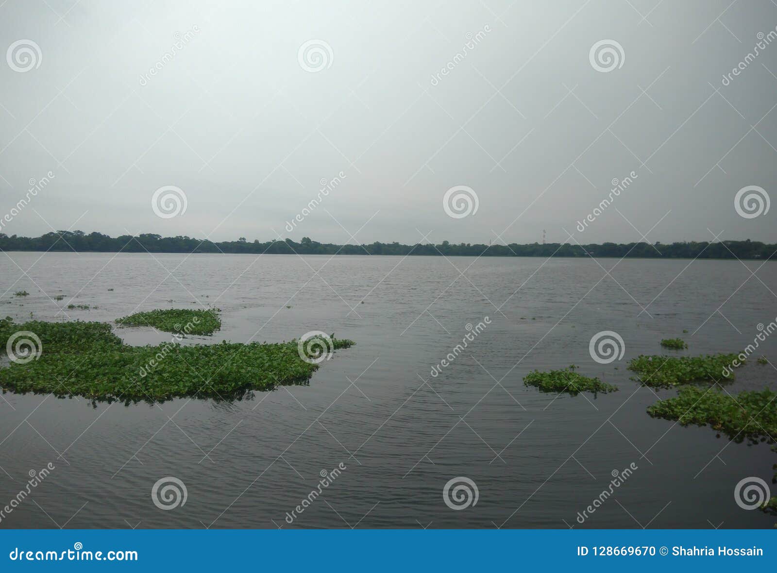 Awesome River Side View with Floating Plant Stock Photo - Image of area ...