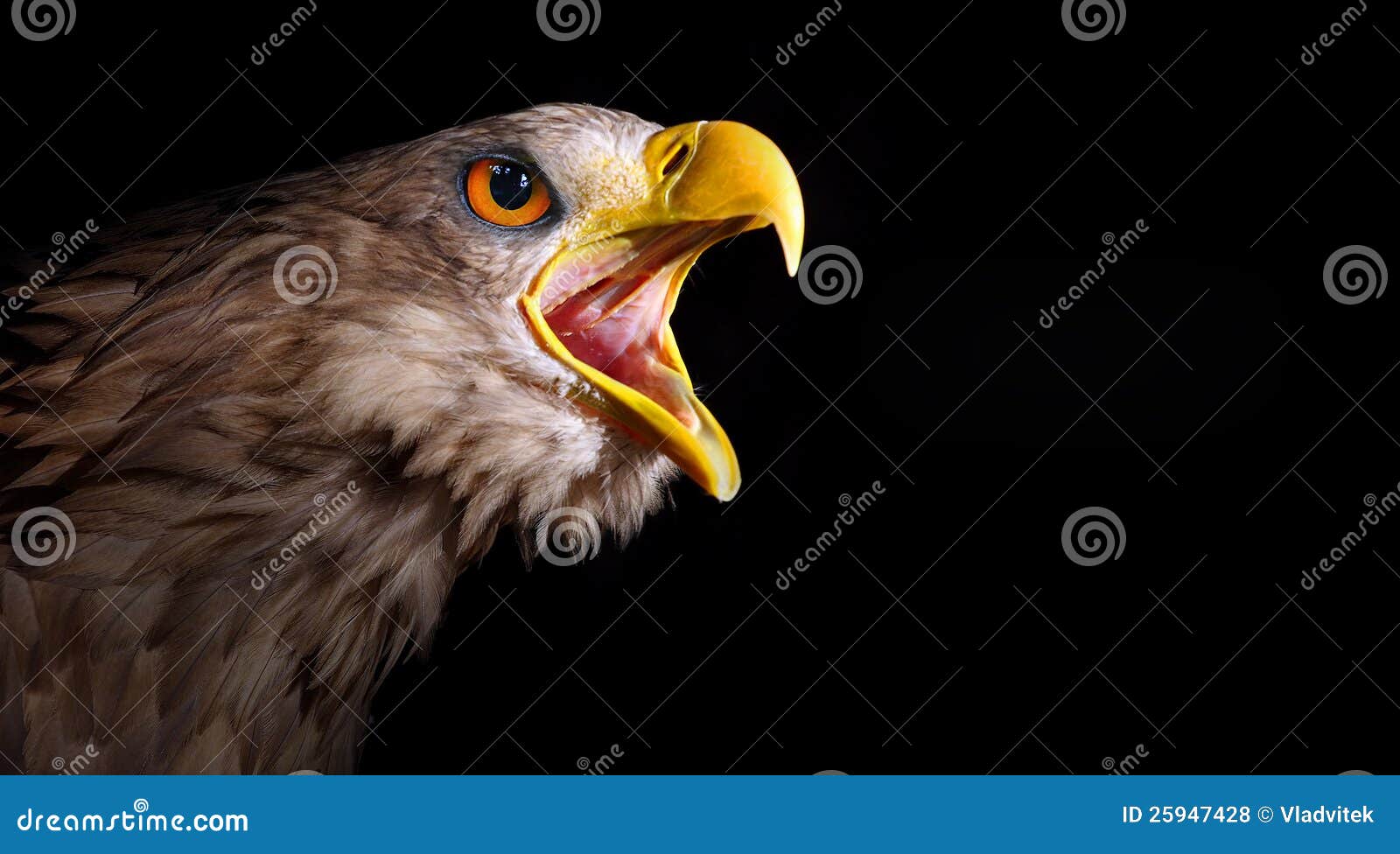 Screaming Eagle On Branch Stock Photography | CartoonDealer.com #80666930