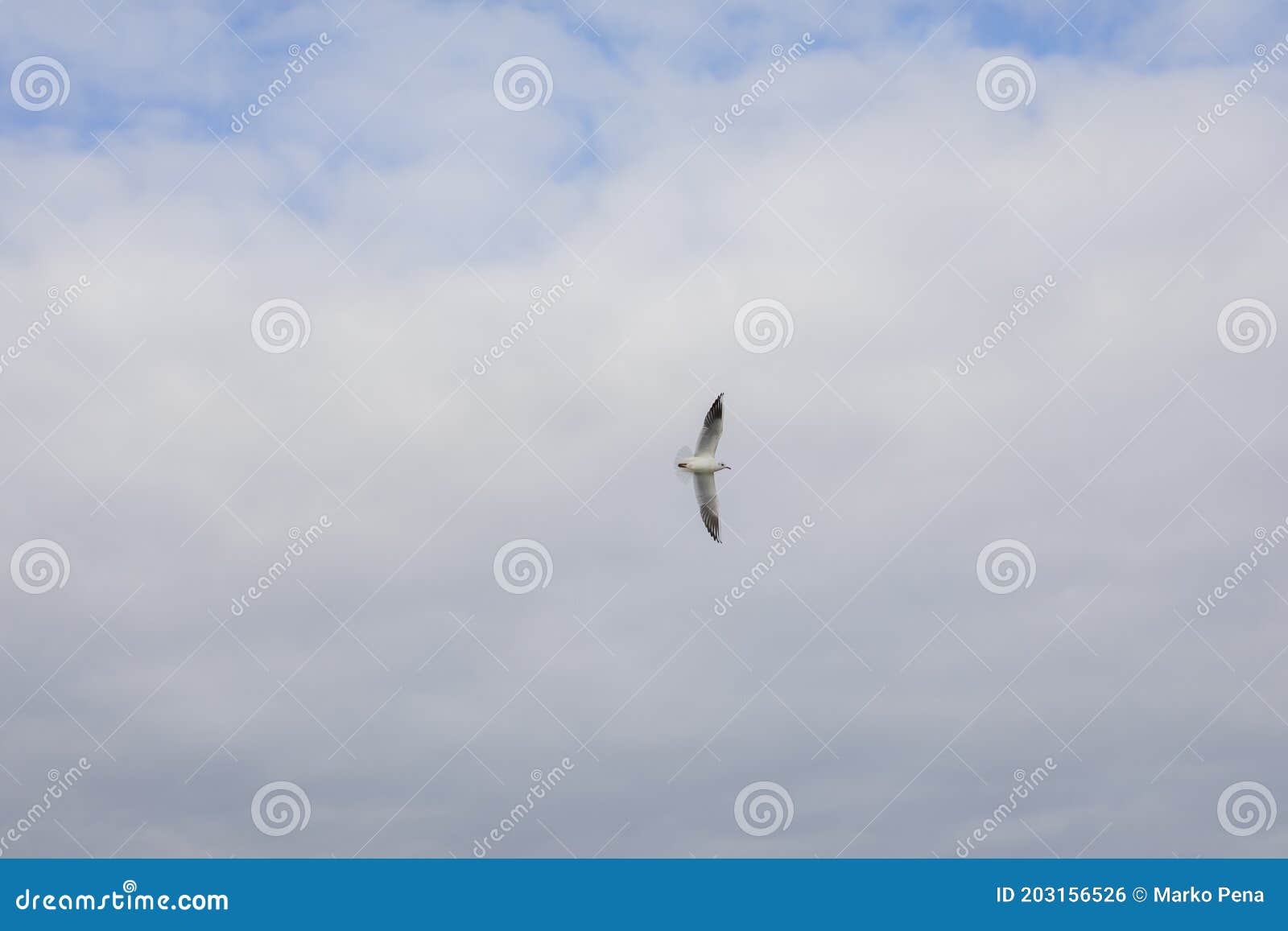 Awesome Shot of a Bird while Flying Stock Photo - Image of space, wild ...