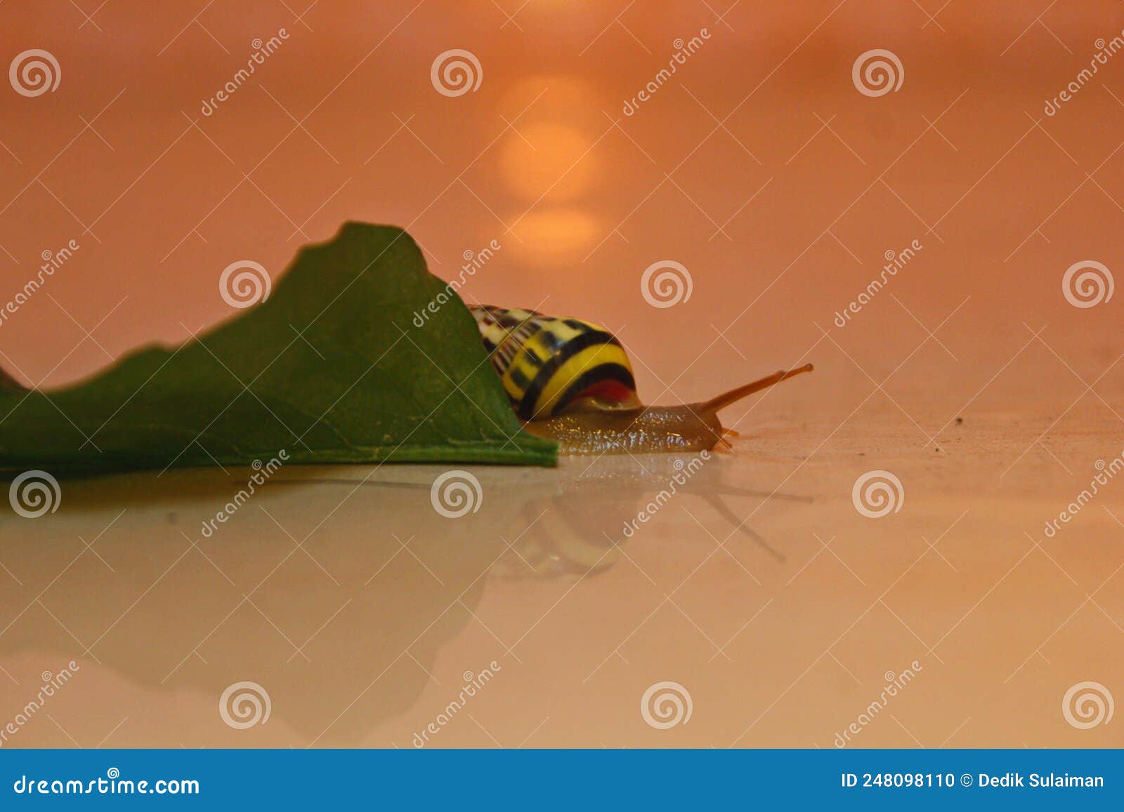 Awesome snail stock photo. Image of kingdom, high, snail - 248098110