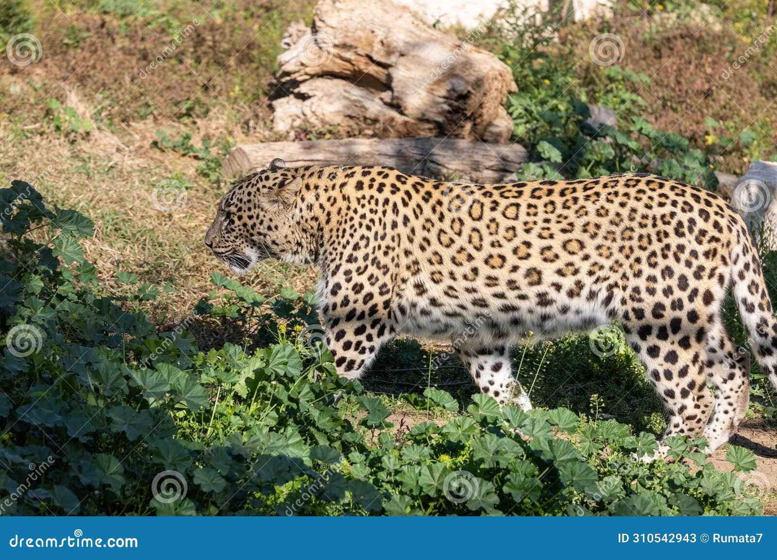 An Awesome Young Leopard Walks in an Enclosure Stock Image - Image of ...