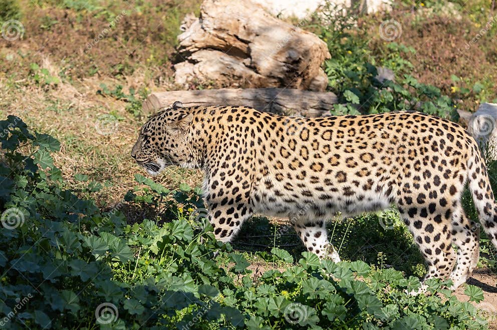 An Awesome Young Leopard Walks in an Enclosure Stock Image - Image of ...