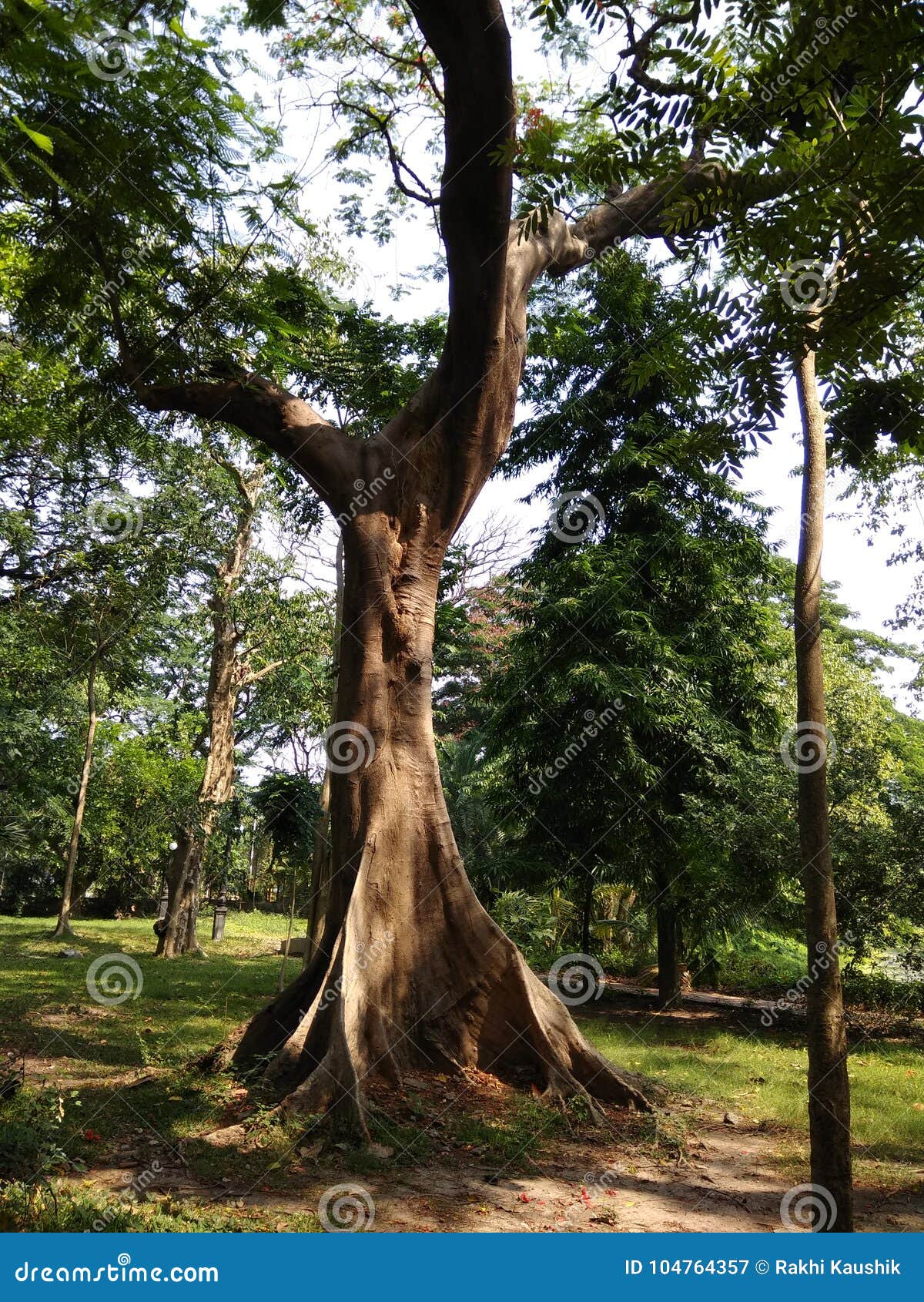 Different Tree style stock image. Image of tree, style - 104764357