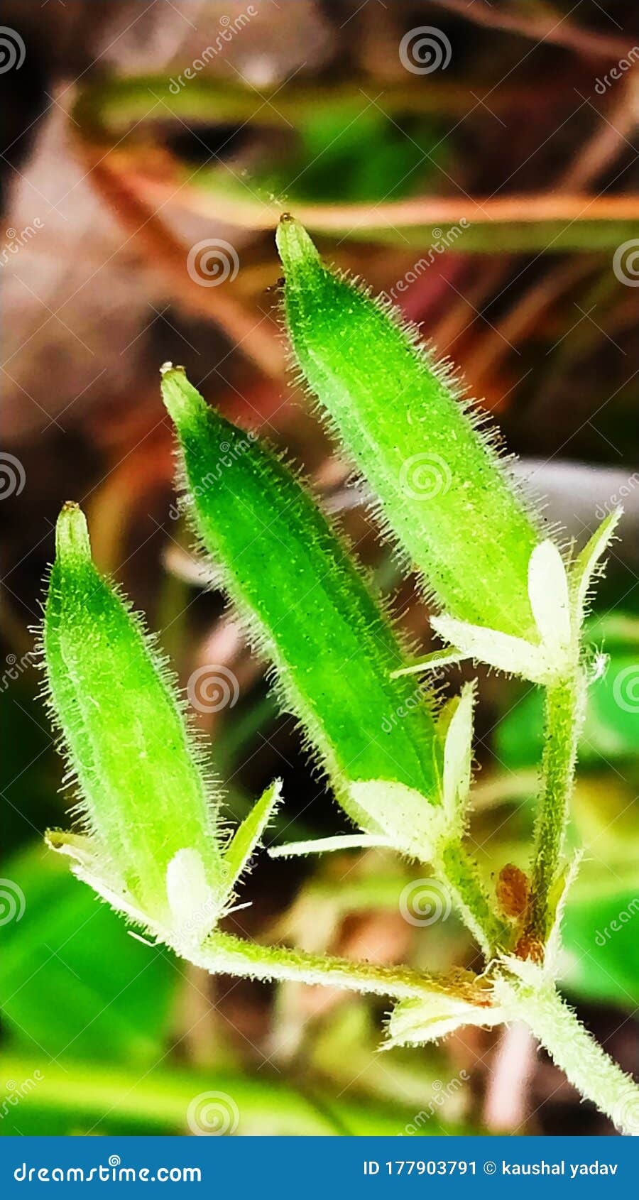 Awesome three green seeds stock image. Image of seeds - 177903791