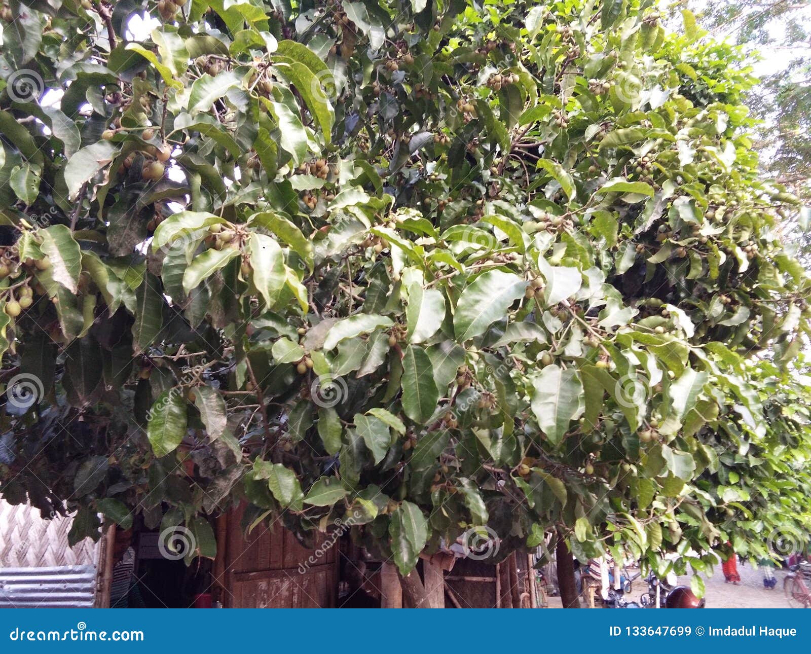 Bokul Fol editorial stock image. Image of fruit, tree - 133647699
