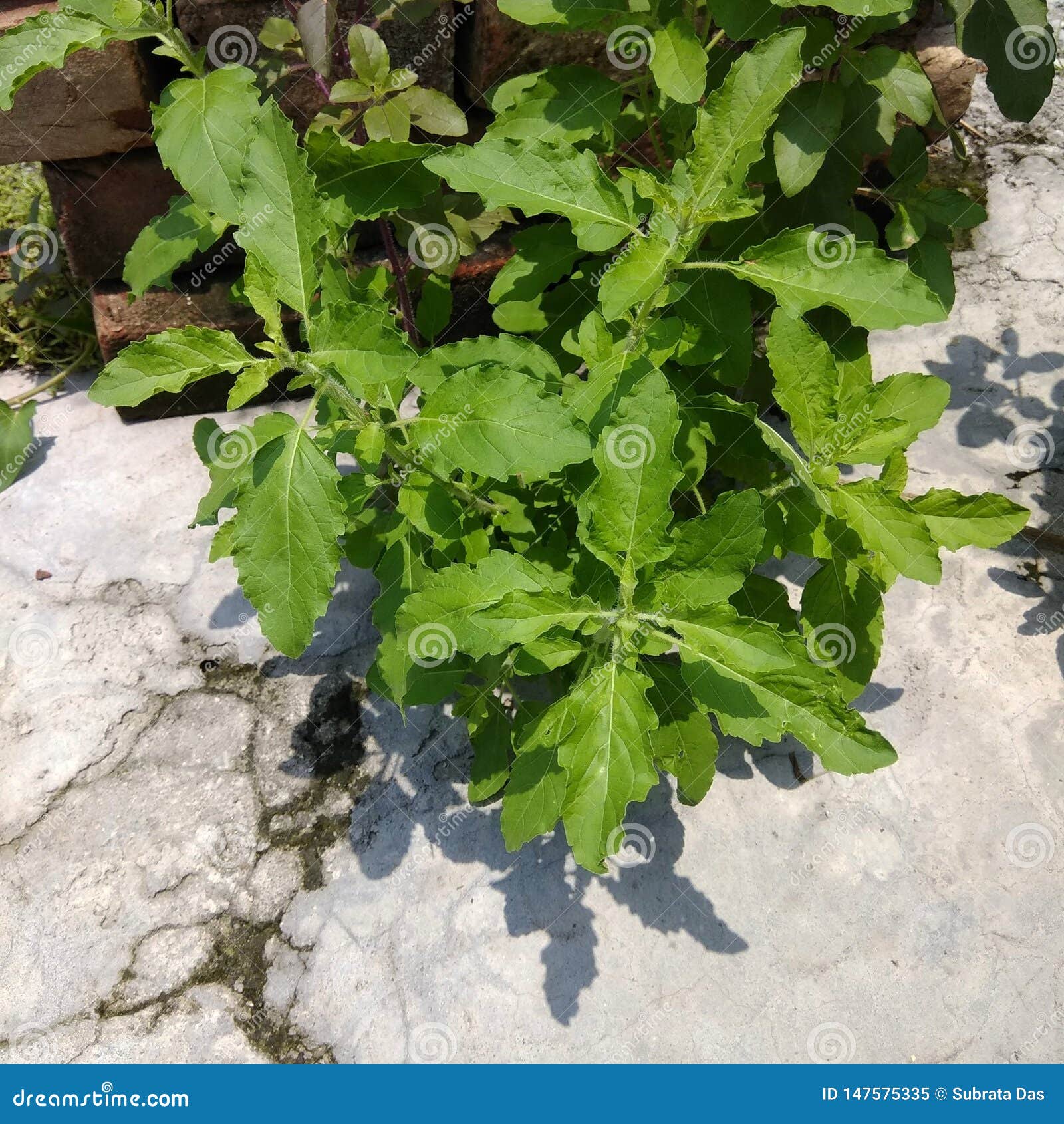 This is a Awesome Tulsi Tree Stock Image - Image of green, plant: 147575335