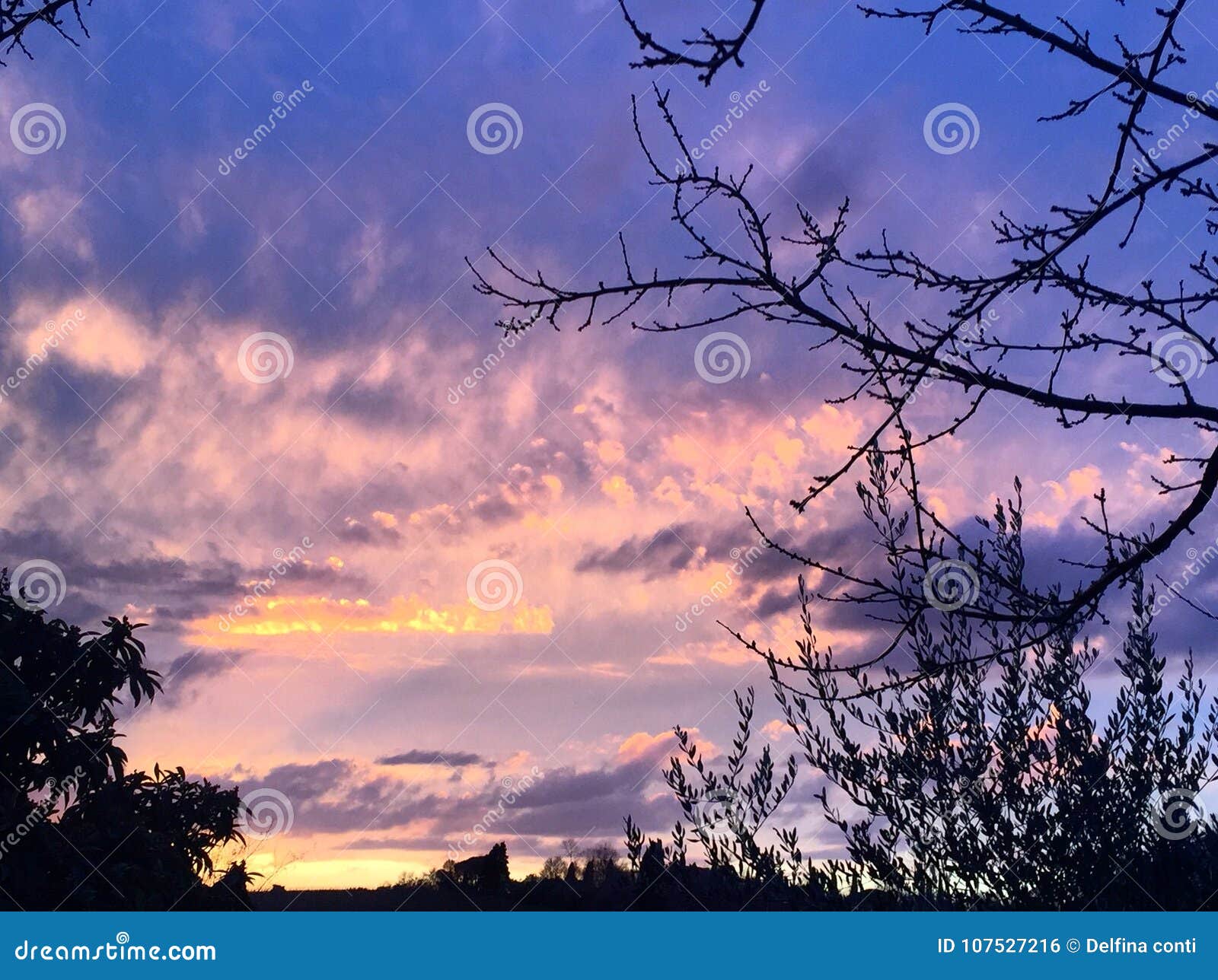 Tuscan sky stock photo. Image of tuscan, branch, horizon - 107527216