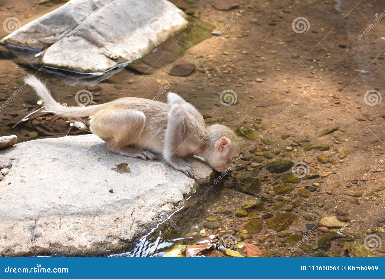 Awesome View of Monkey Drinking Cool Water Coming from a Water Falling ...