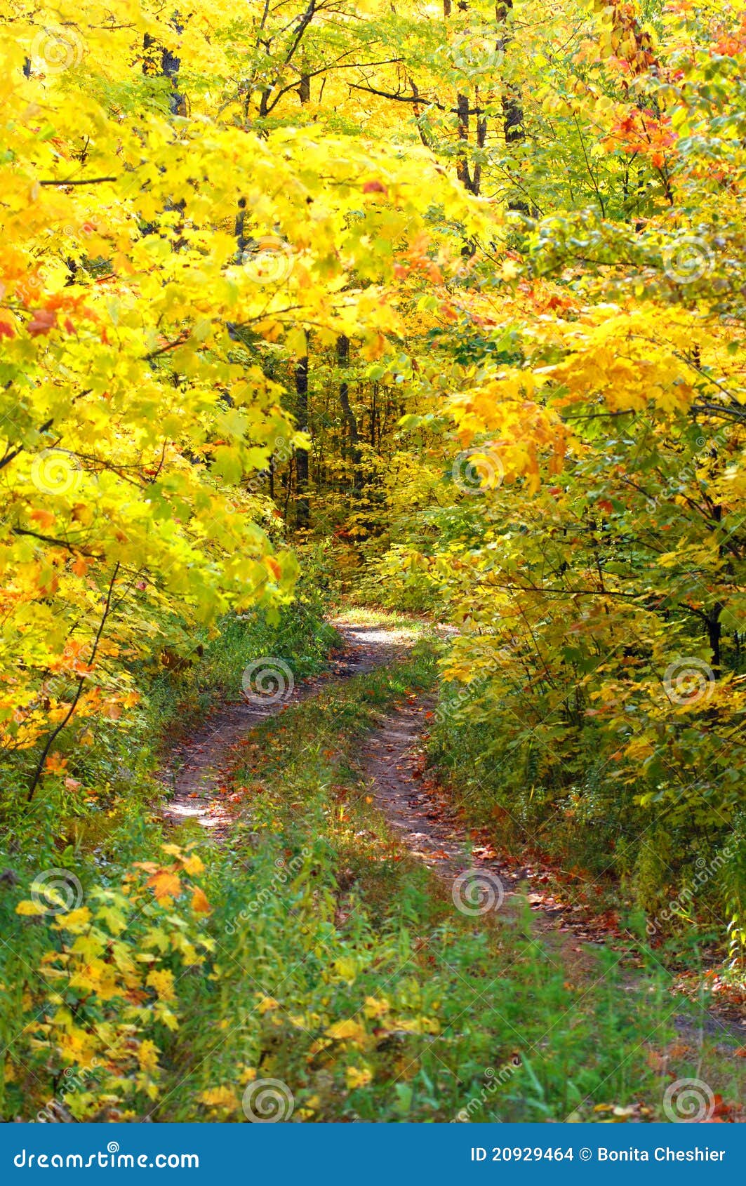 Awesome Yellow Canopy stock photo. Image of golden, covering - 20929464