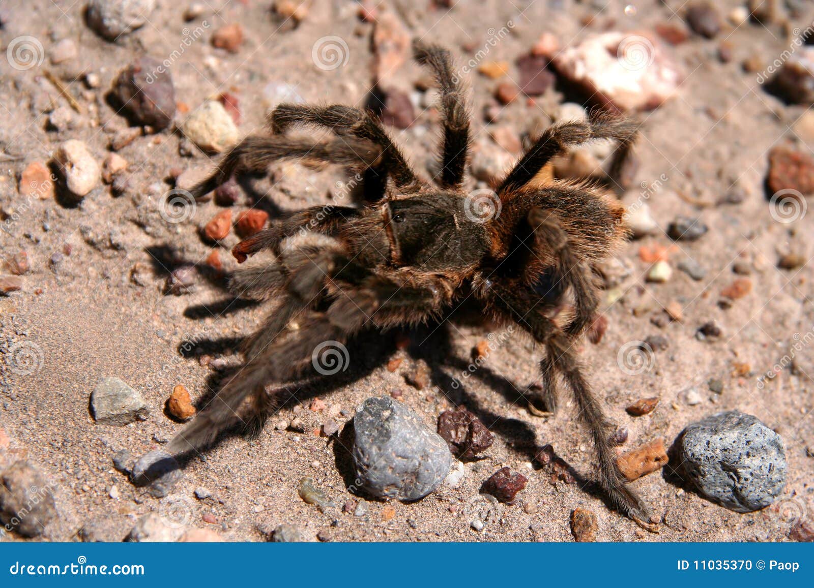 Awful Spider stock photo. Image of hunting, insect, danger - 11035370