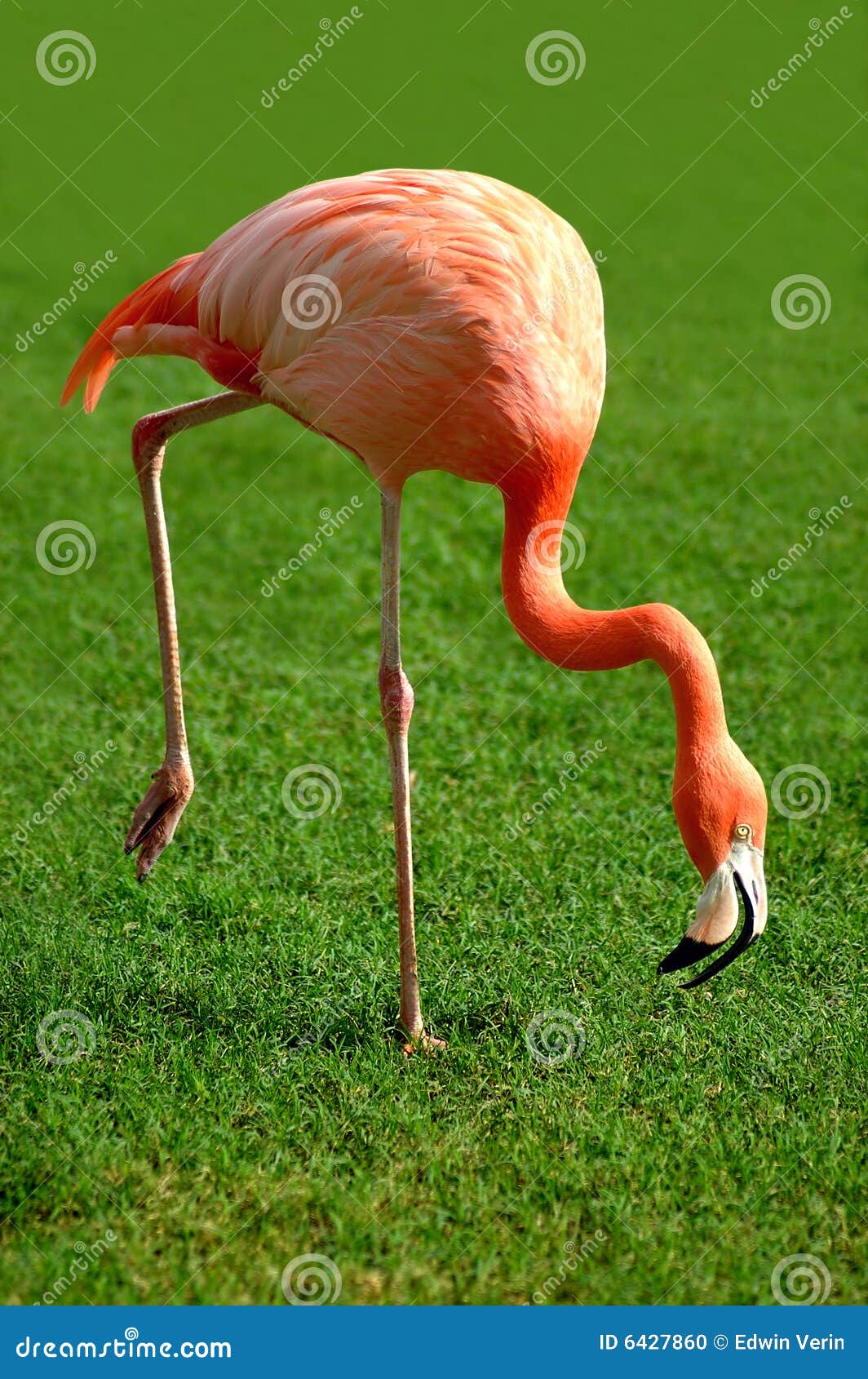 Awkward Flamingo stock photo. Image of long, tacky, wacky - 6427860