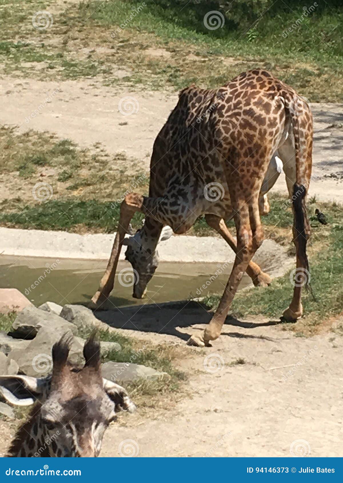 Awkward stock image. Image of watering, giraffe, hole - 94146373