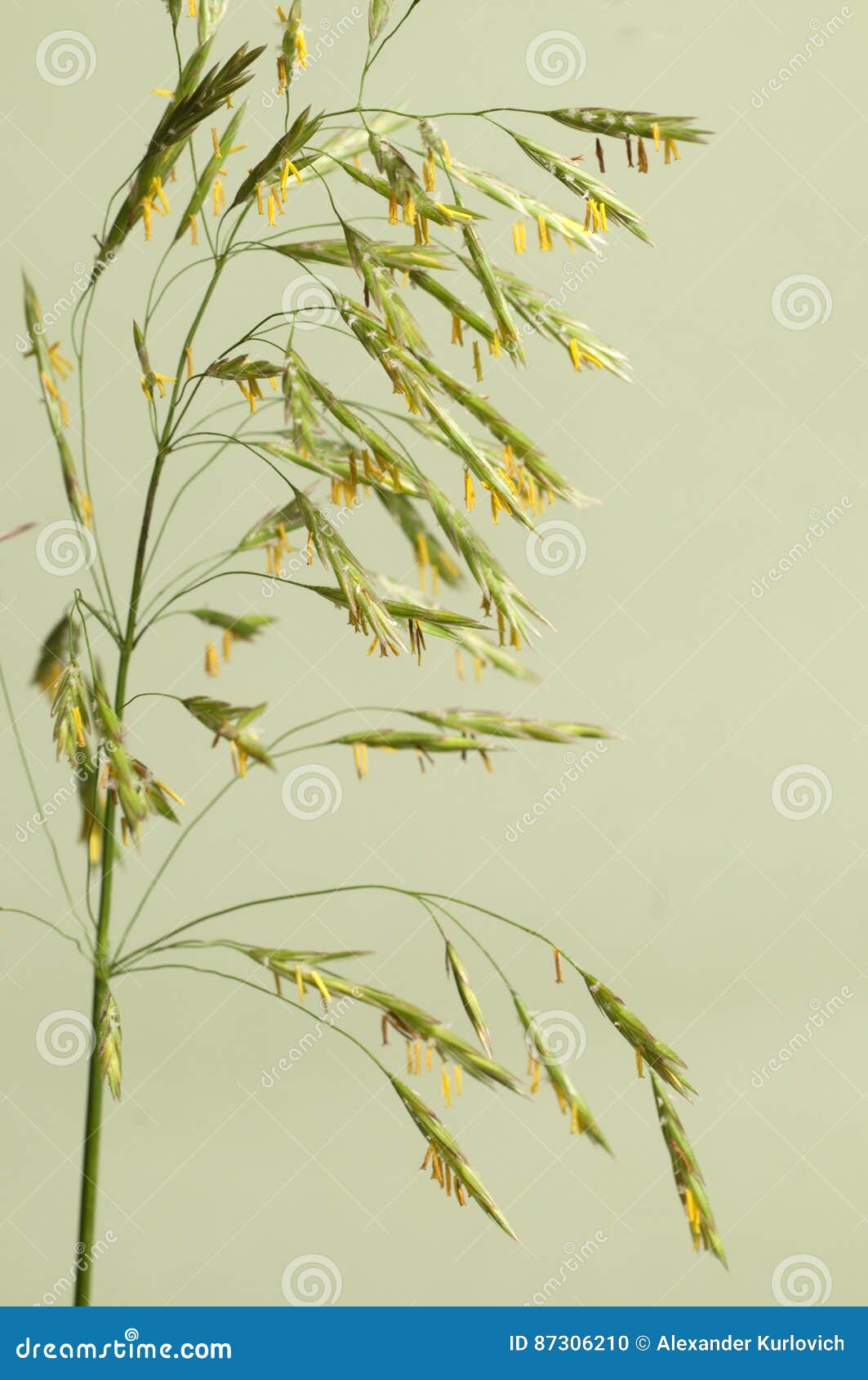 Awnless brome stock photo. Image of plant, beauty, bromopsis - 87306210