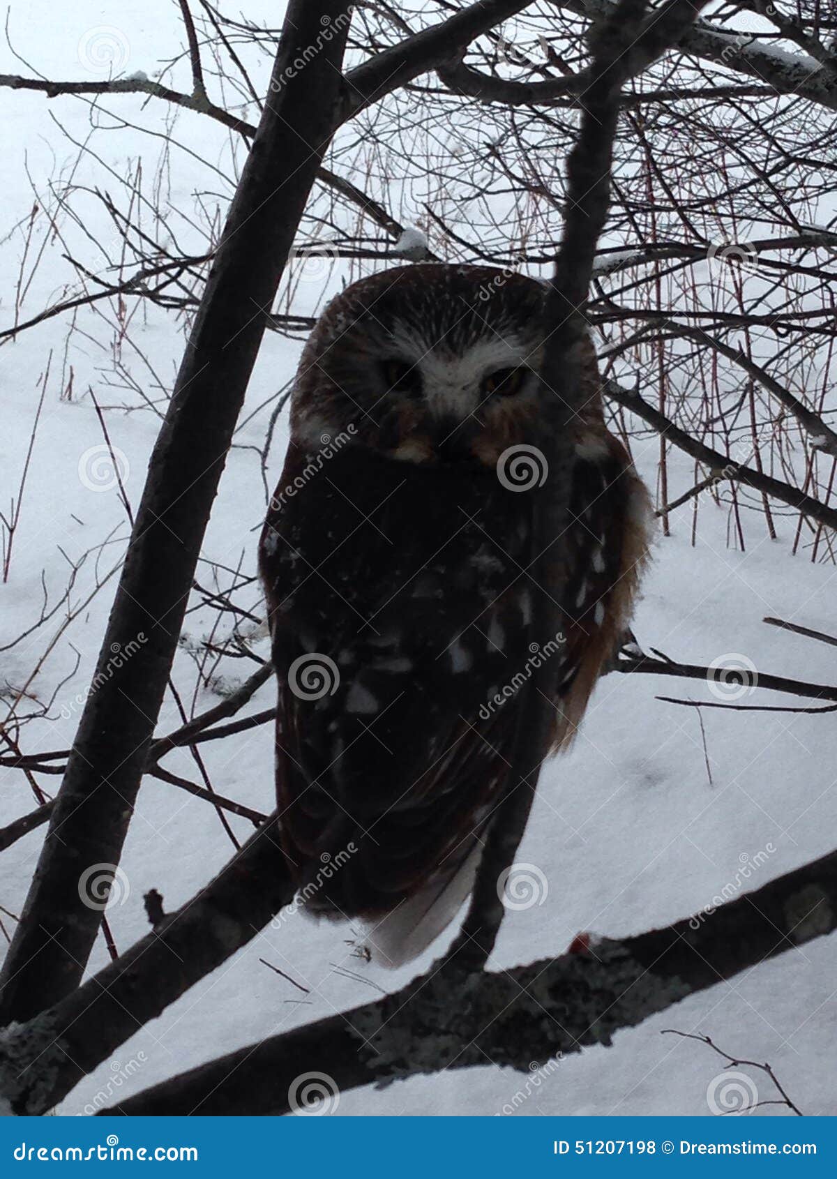 AWOL stock photo. Image of beautiful, cold, nature, winter - 51207198