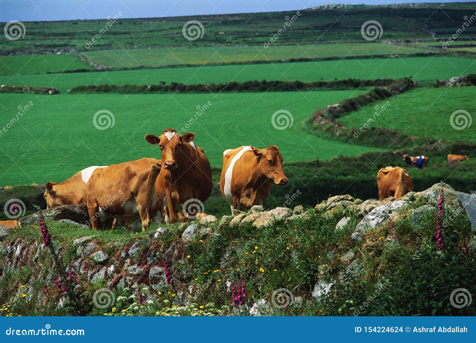Herd of Holstein Cattle Crowd in Green Pasture Stock Photo - Image of ...