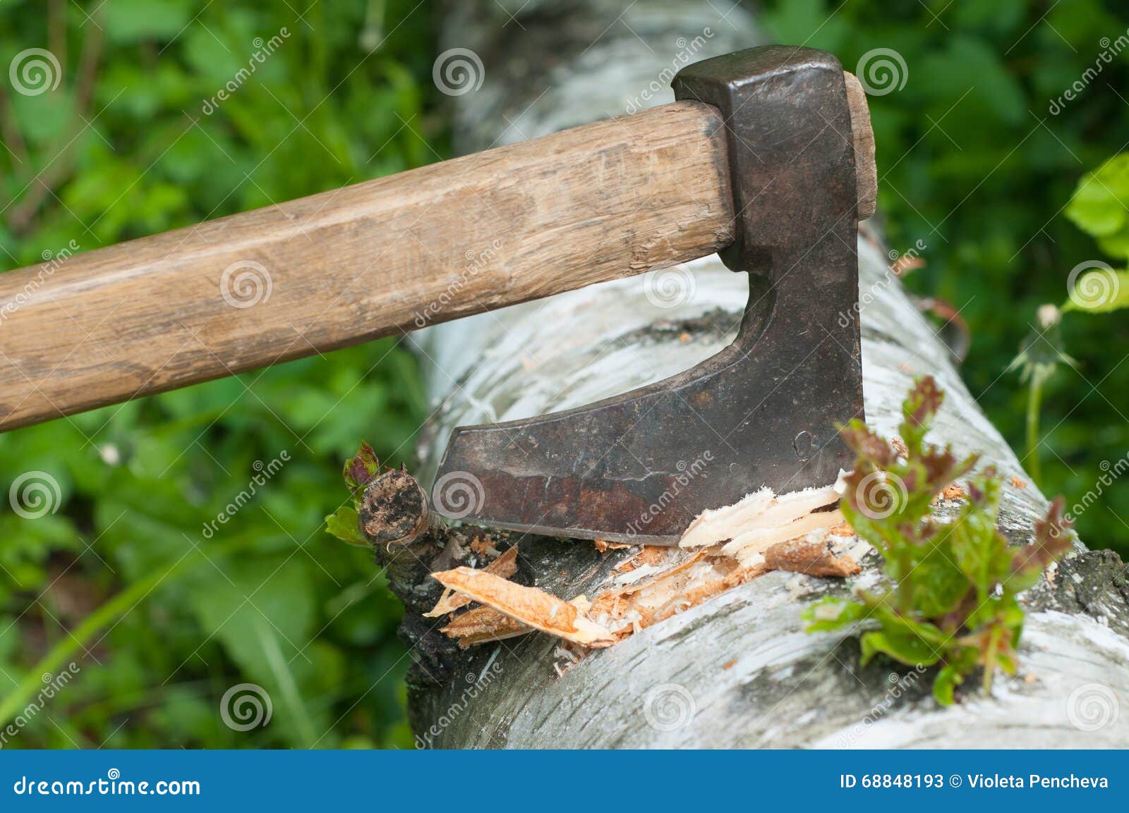 Ax stuck in tree stock image. Image of forest, bark, dead - 68848193