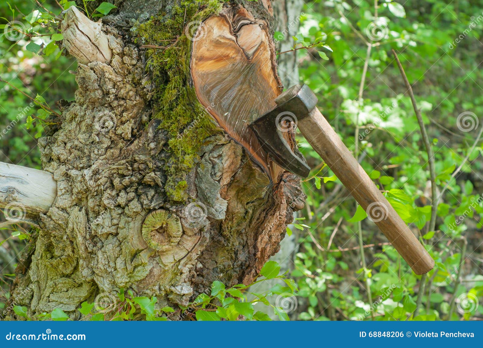 Ax stuck in tree stock photo. Image of outdoor, hardwood - 68848206