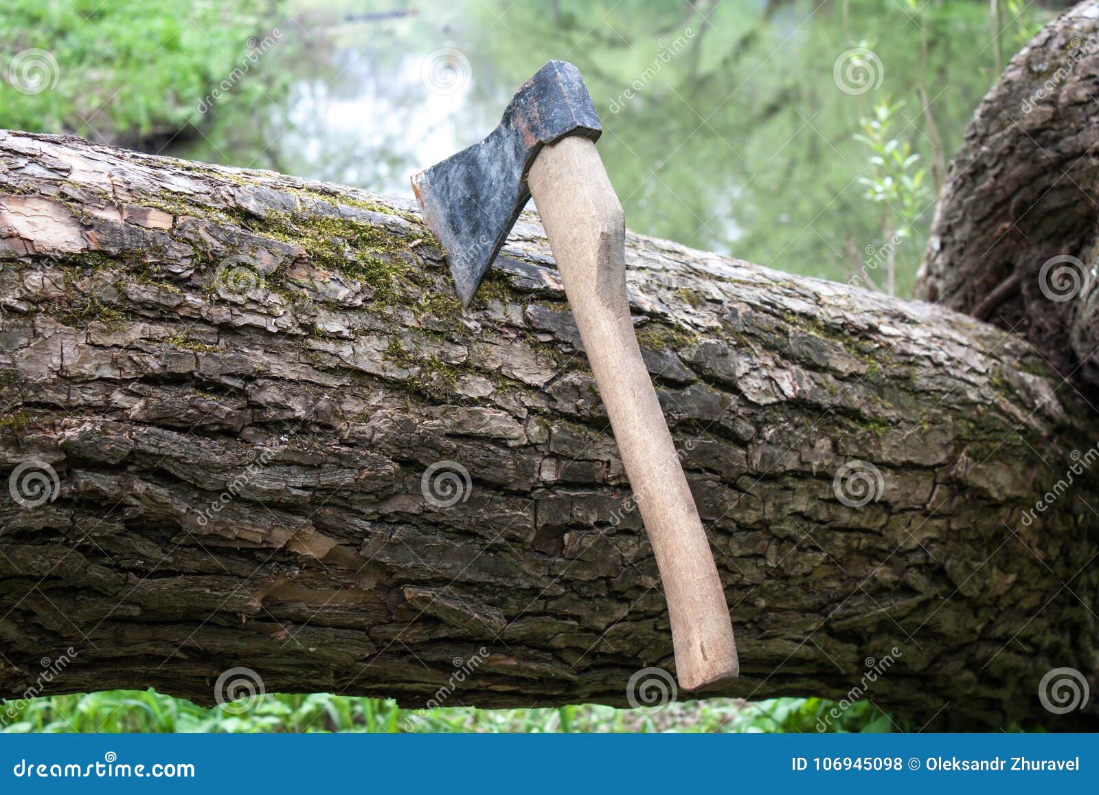 Ax stuck in a wood stock photo. Image of scrub, tree - 106945098
