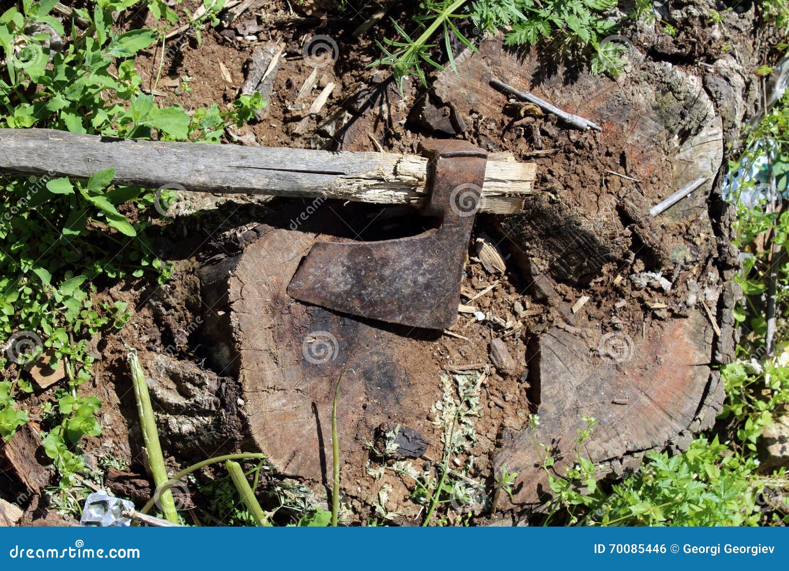Ax and tree stock photo. Image of bark, pine, outdoors - 70085446