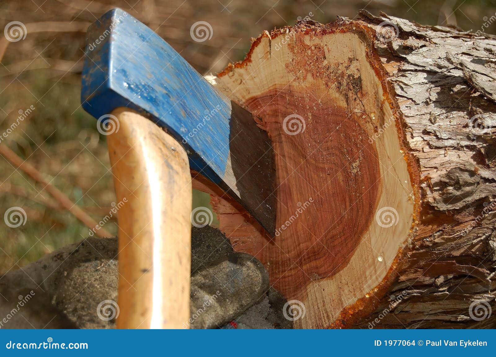 Axe In Cut Tree Stock Images - Image: 1977064
