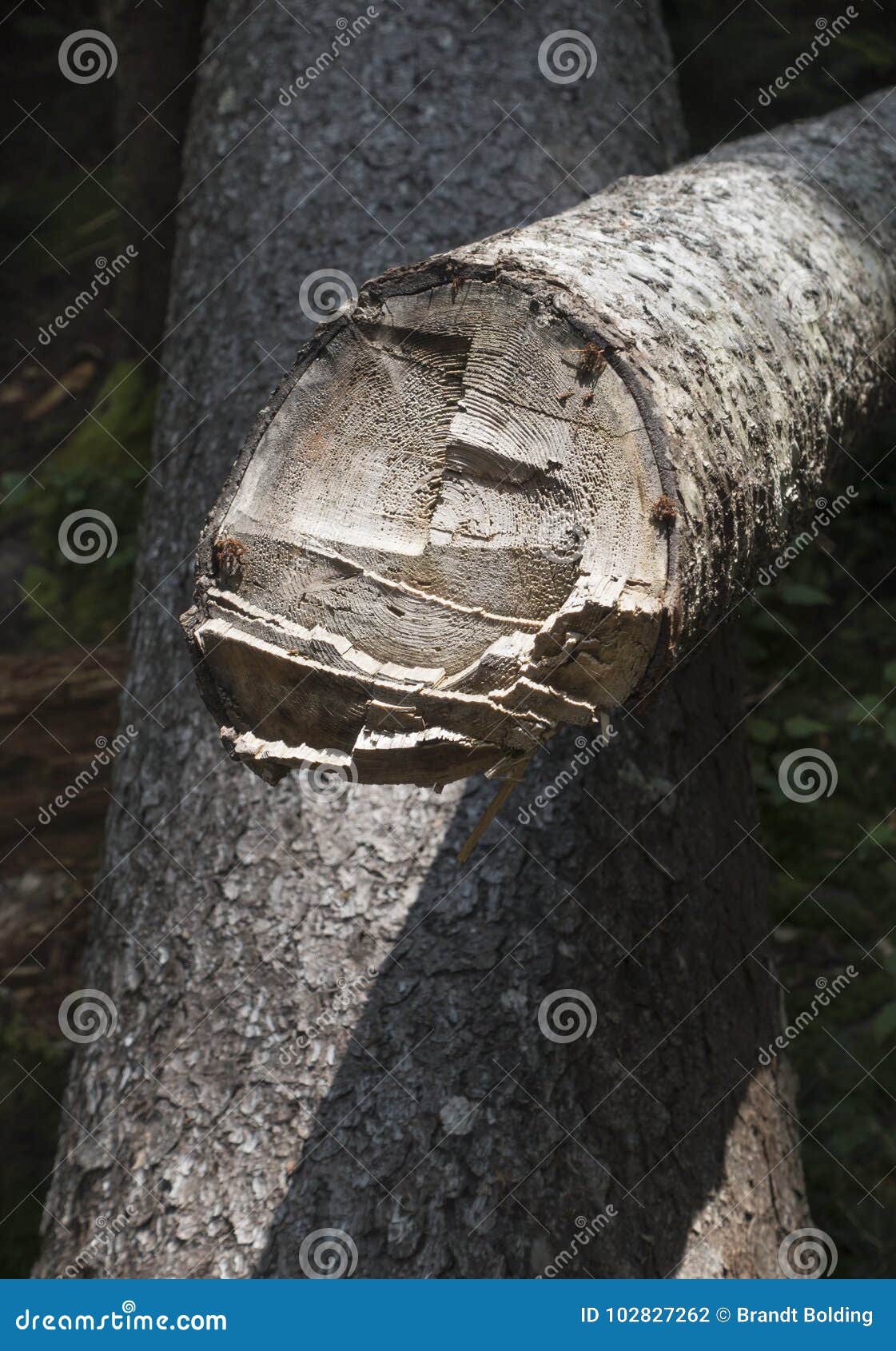 Axe Marks on a Spruce Tree Log Stock Photo - Image of nature, felled ...