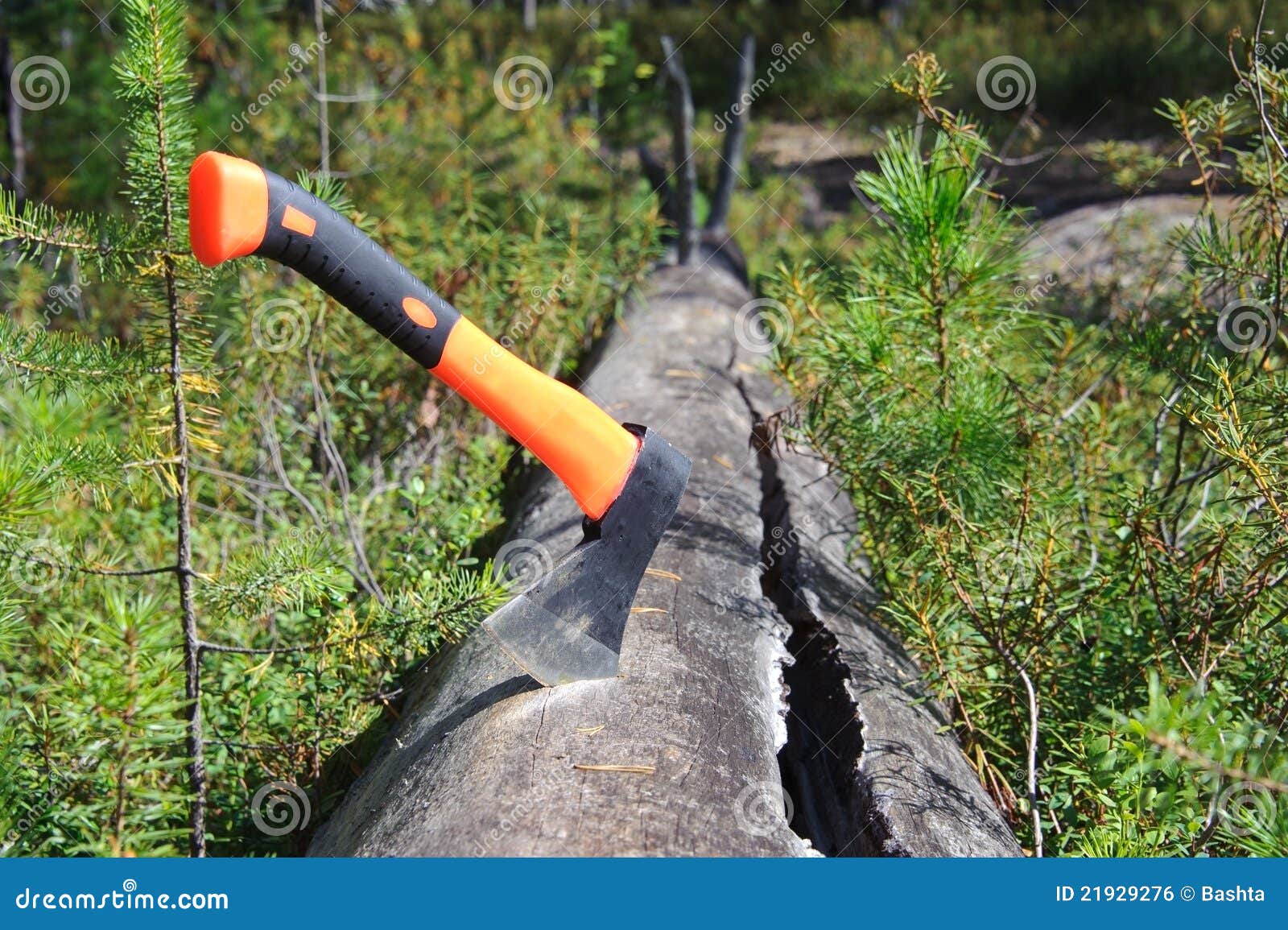 Axe in old tree trunk. stock photo. Image of metal, outdoors - 21929276