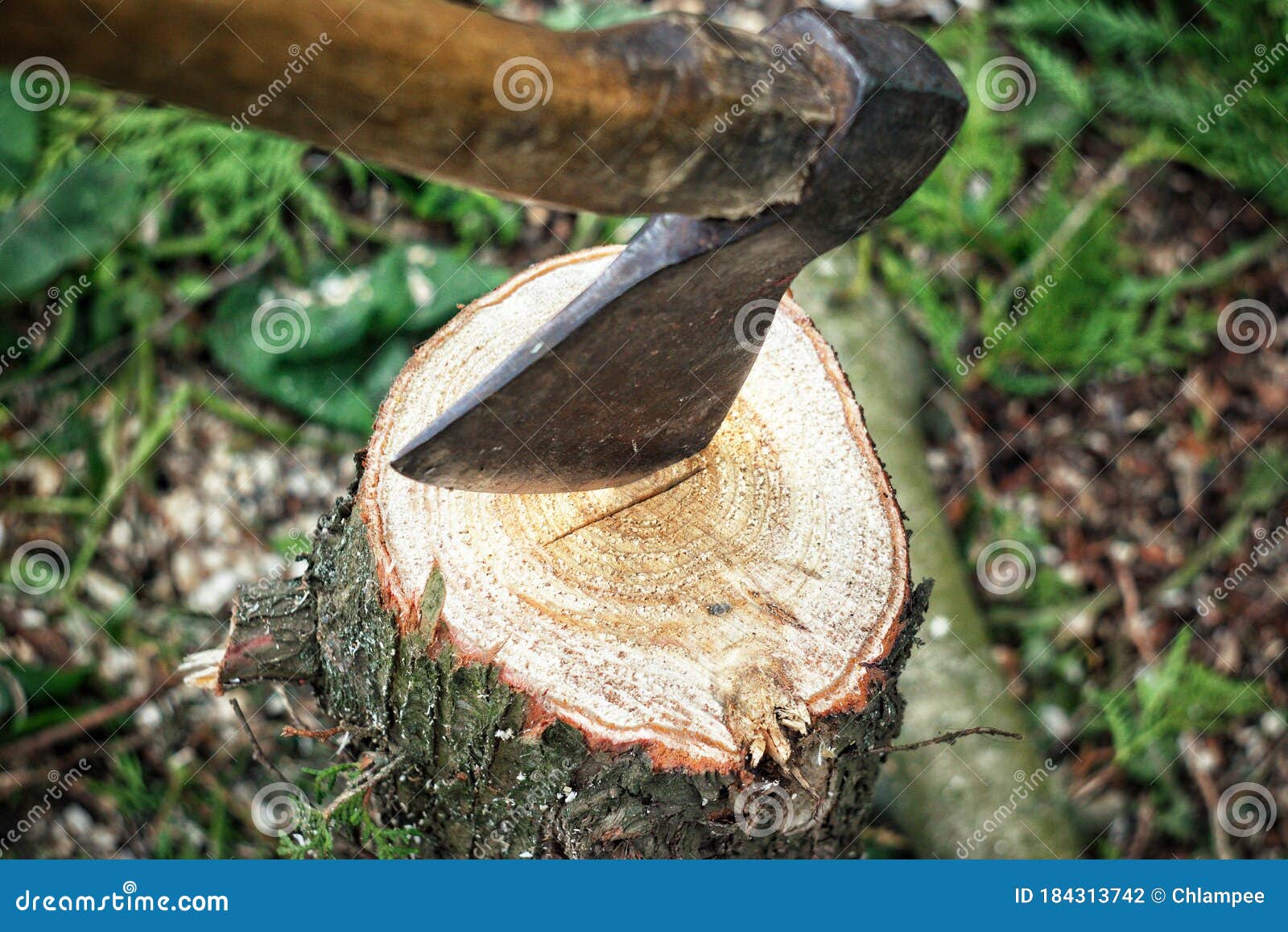 Axe in stump stock photo. Image of hatchet, stuck, forest - 184313742