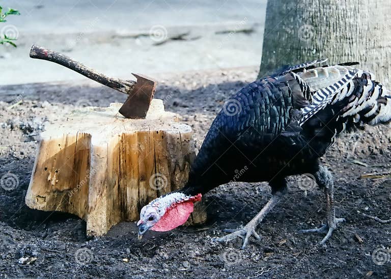 Axe in stump by turkey stock image. Image of animal, turkey - 1675475