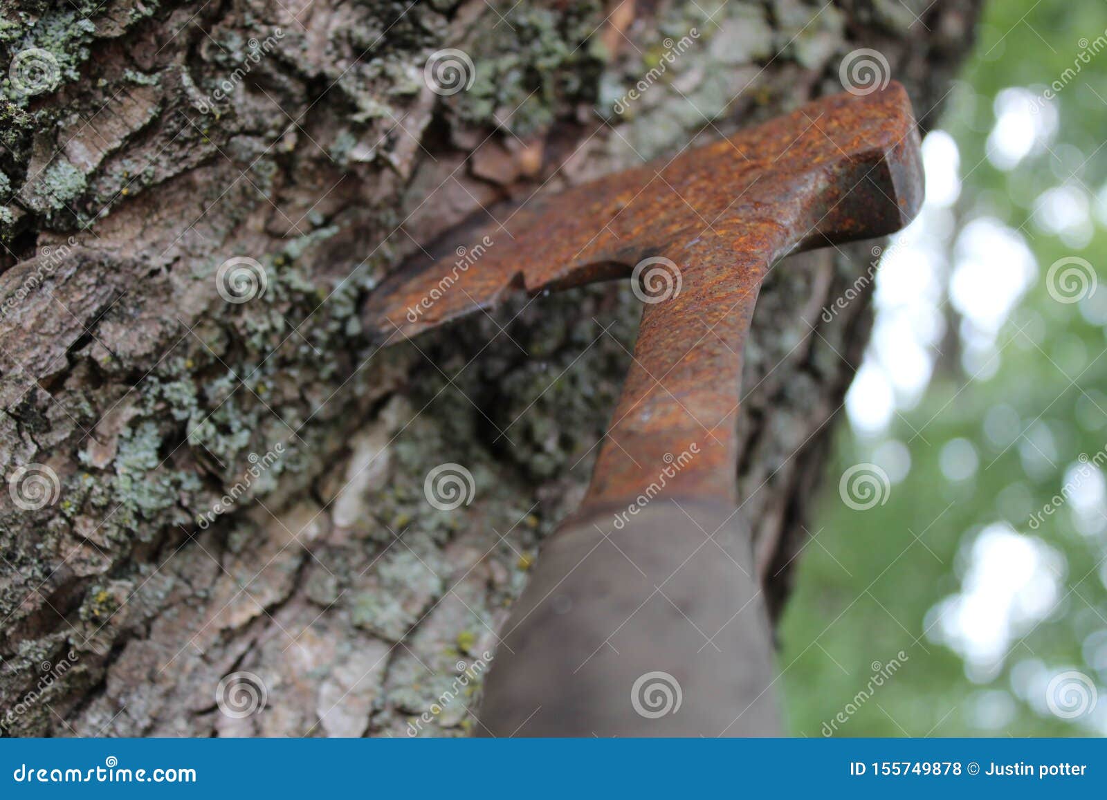 Axe in the tree stock photo. Image of nature, vintage - 155749878